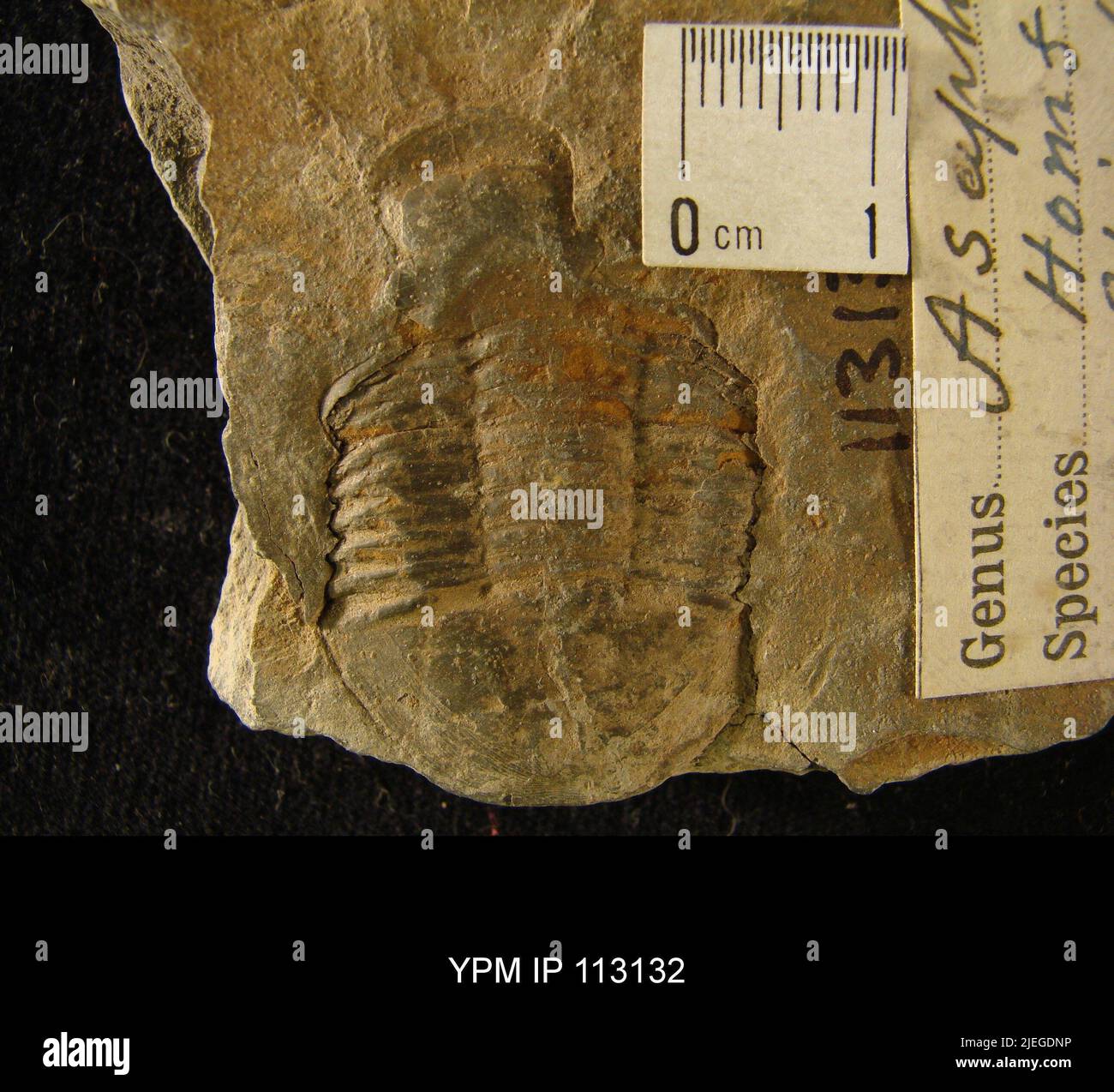 Asaphus homfrayi Salter, 1866 Stock Photo - Alamy