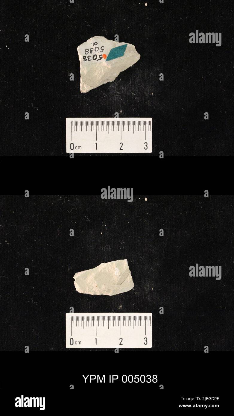 Protohymen permianus tillyard hi-res stock photography and images - Alamy