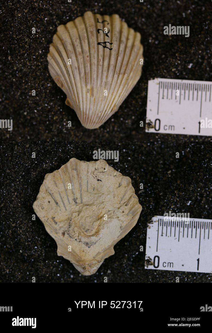 Pecten texana animalia hi-res stock photography and images - Alamy