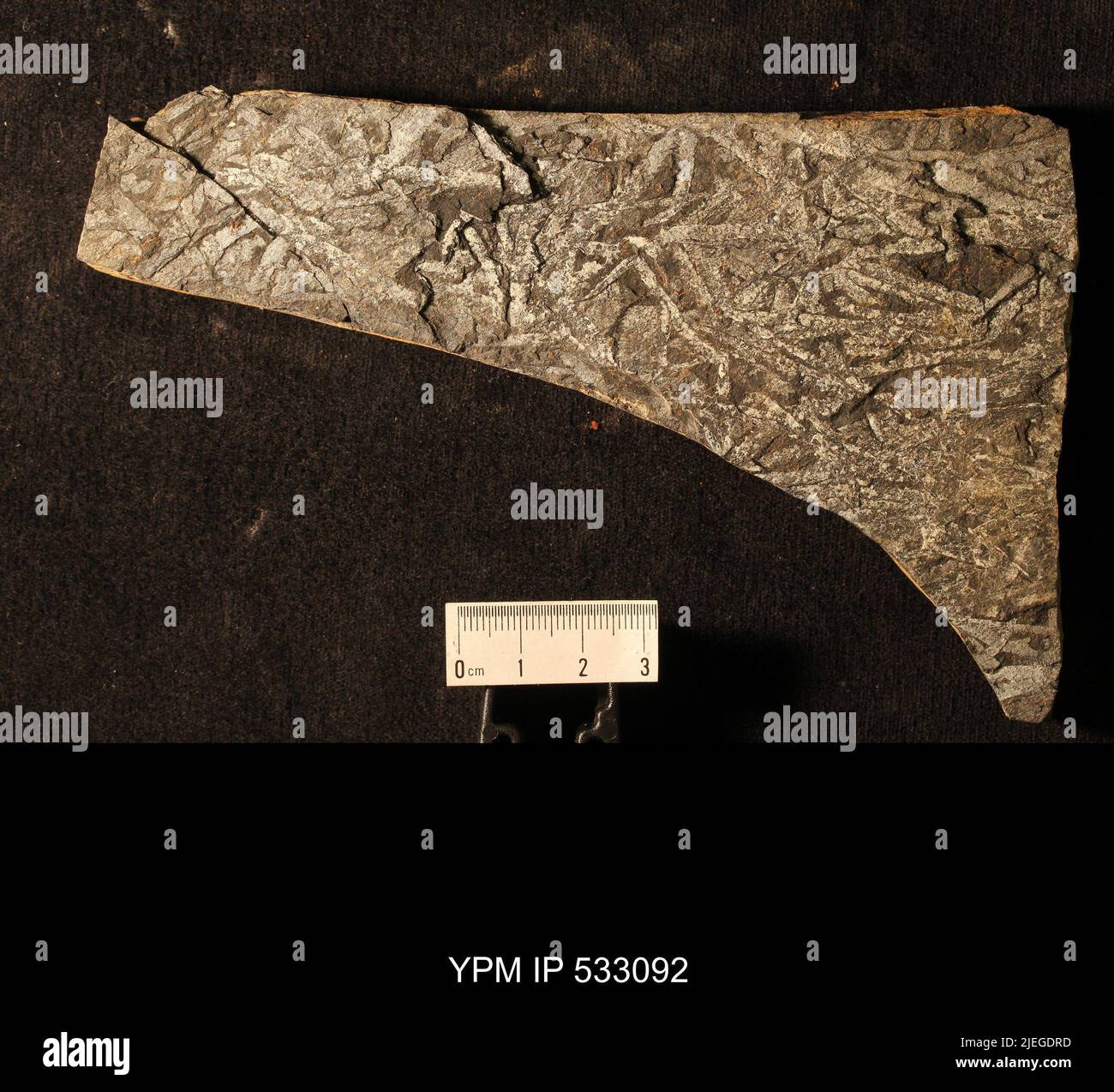 Graptolithina; Assemblage includes Phyllograptus, Isograptus ...