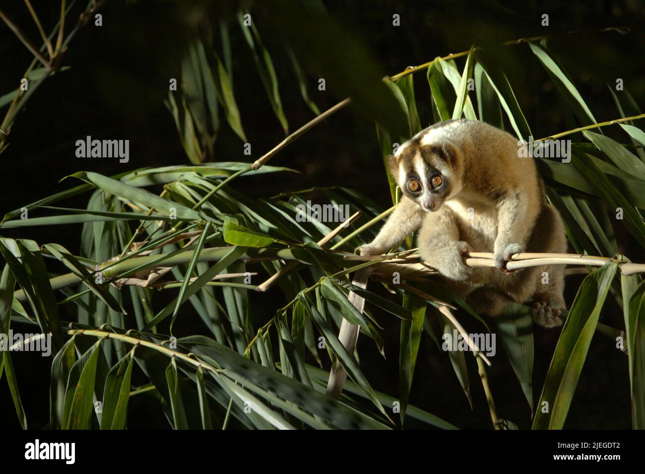 A wild Javan slow loris (Nycticebus javanicus)—a nocturnal, critically ...
