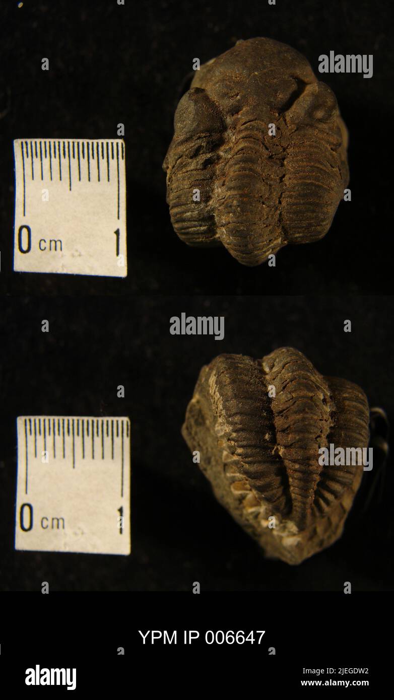 Boothi hi-res stock photography and images - Alamy