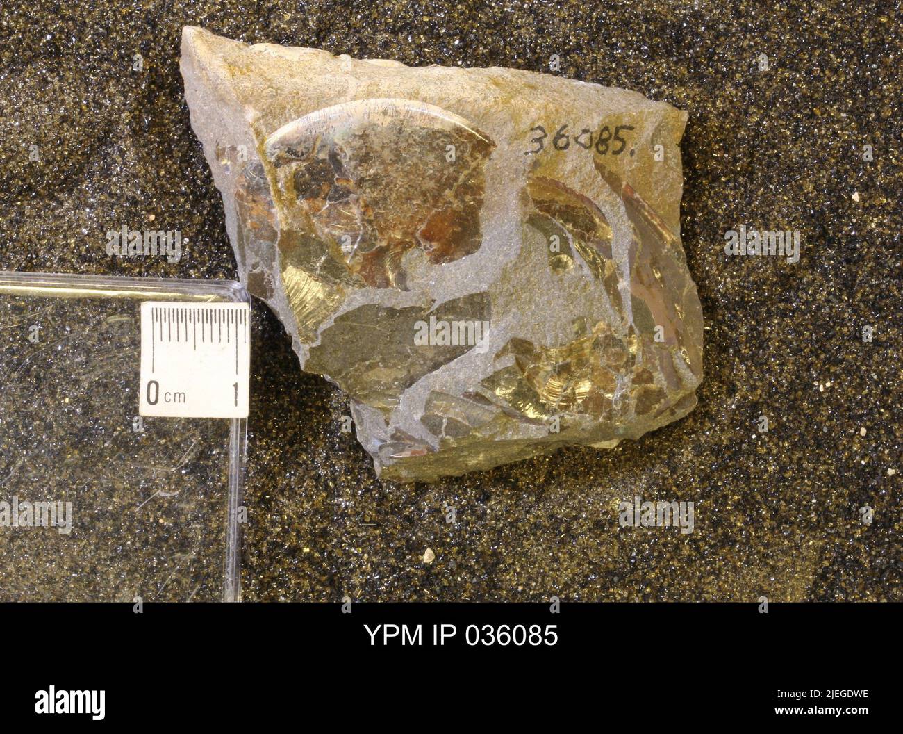 Sphenodiscus sp hi-res stock photography and images - Alamy