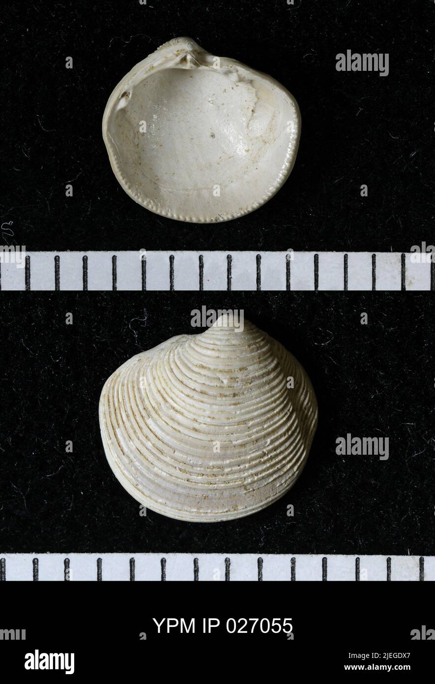 Lucina (Cavilinga) trisulcata Conrad Stock Photo - Alamy