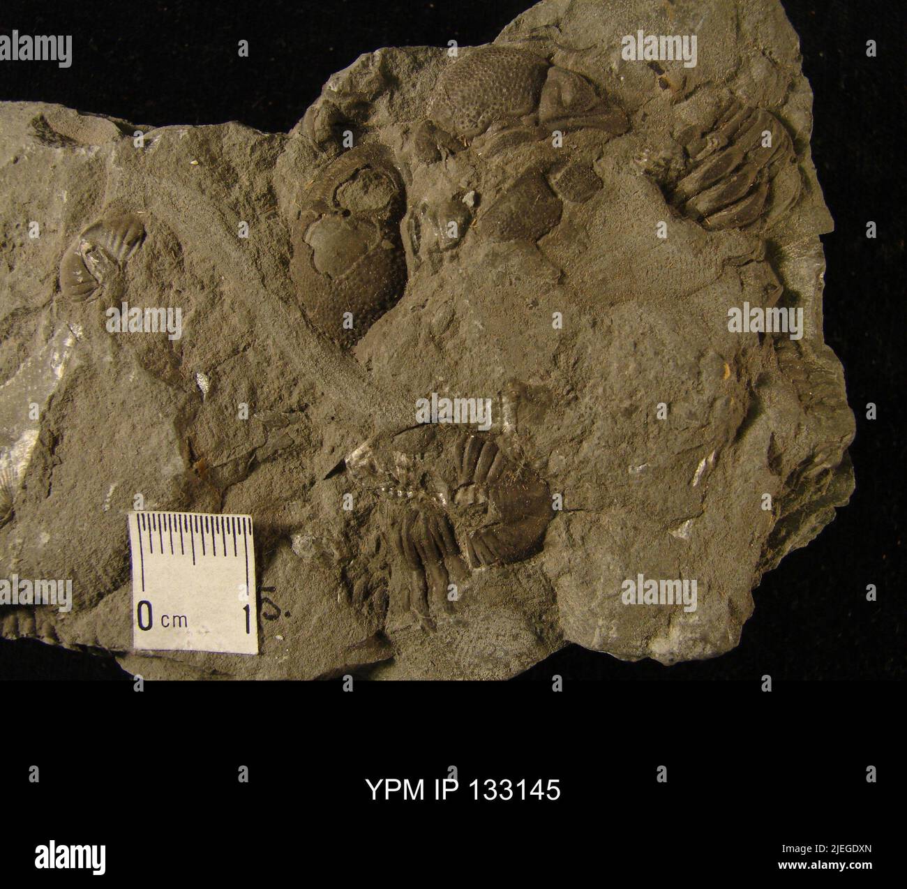 Phacops sp animalia hi-res stock photography and images - Alamy