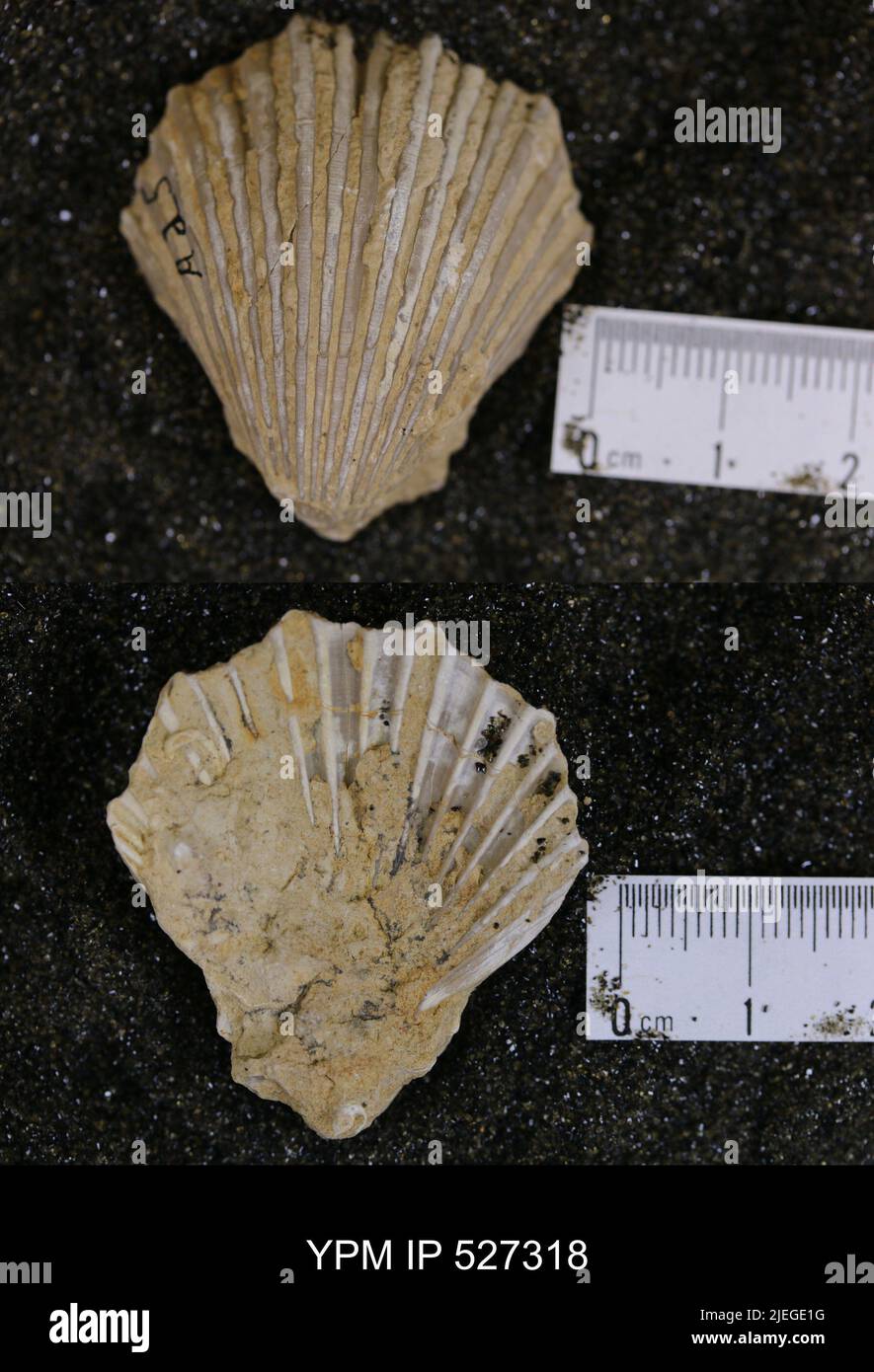 Pecten texana animalia hi-res stock photography and images - Alamy