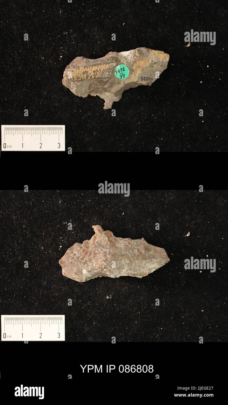 Protocycloceras hi-res stock photography and images - Alamy