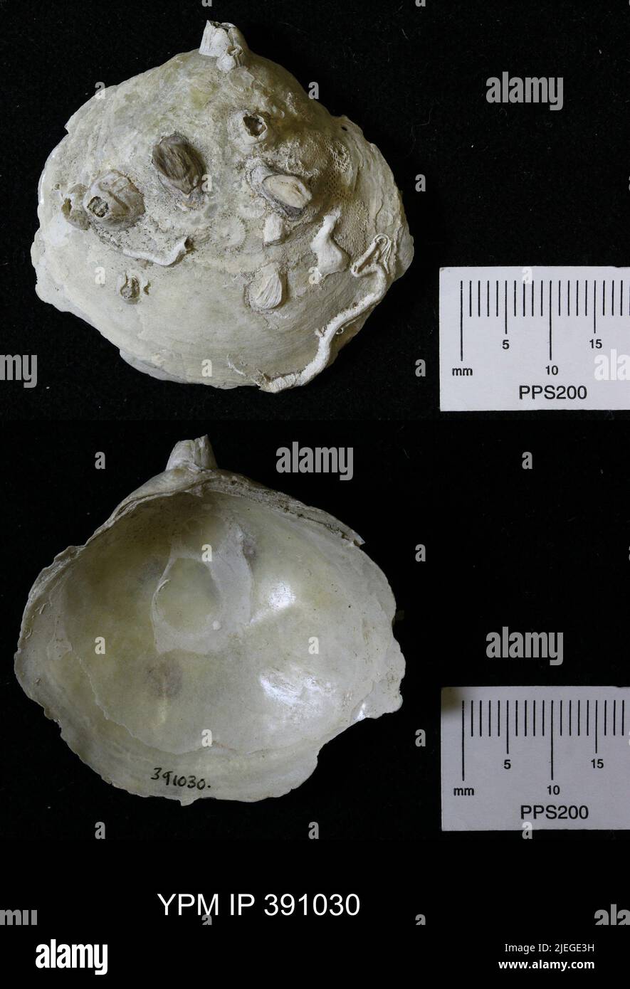 Anomia simplex dorbigny hi-res stock photography and images - Alamy