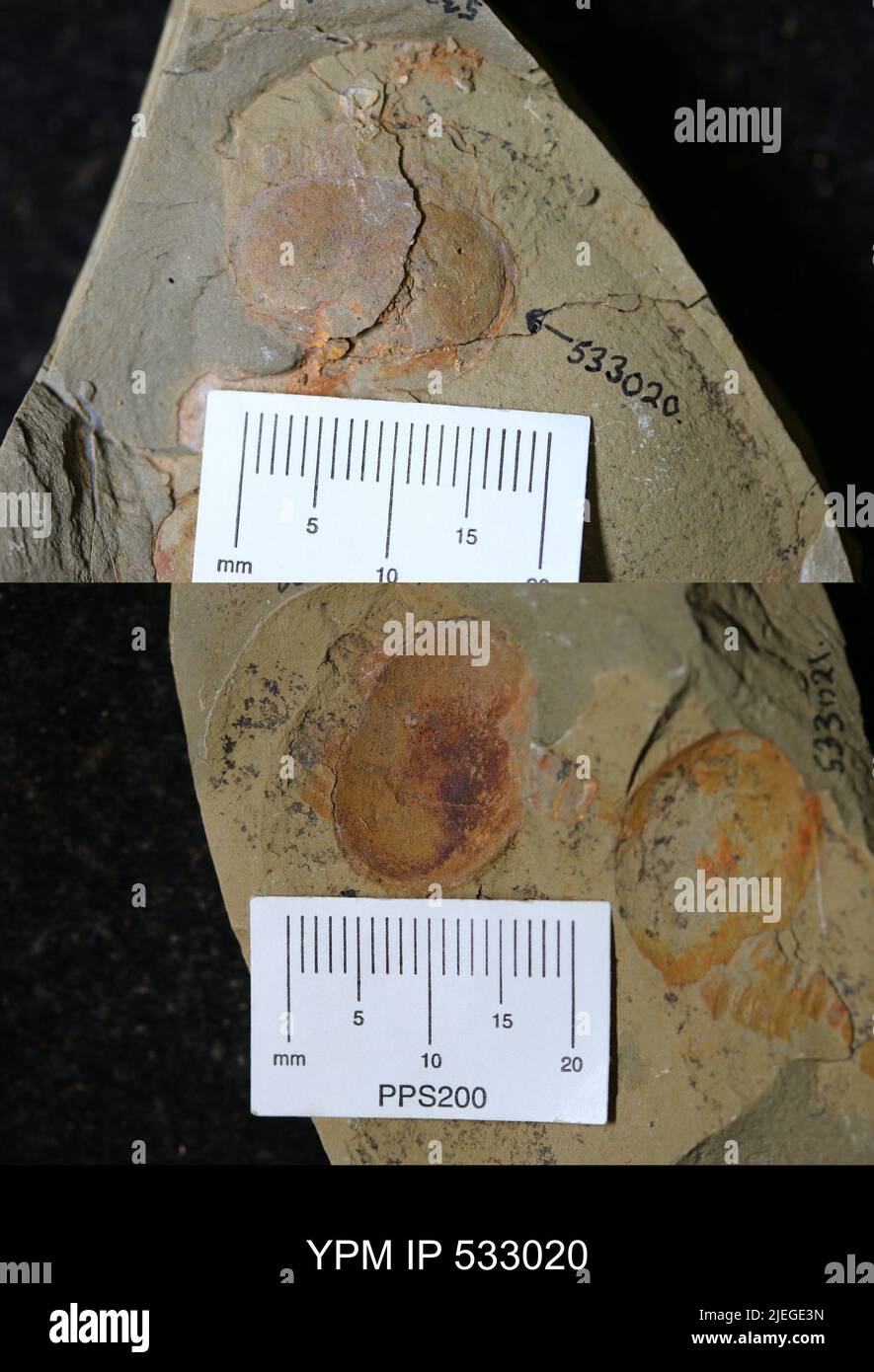 Undet xiphosurida hi-res stock photography and images - Alamy