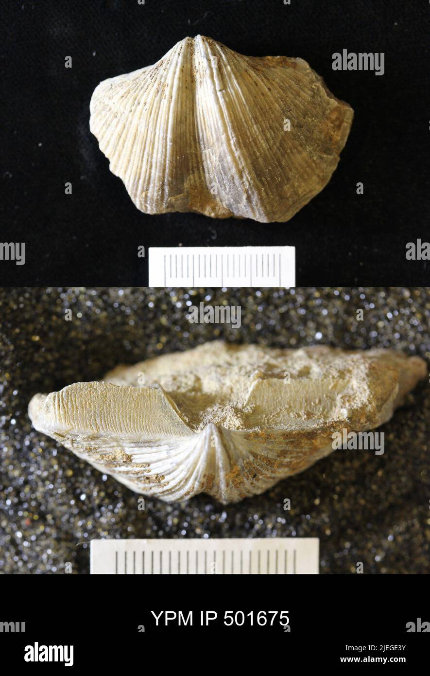 Neospirifer cameratus morton hi-res stock photography and images - Alamy