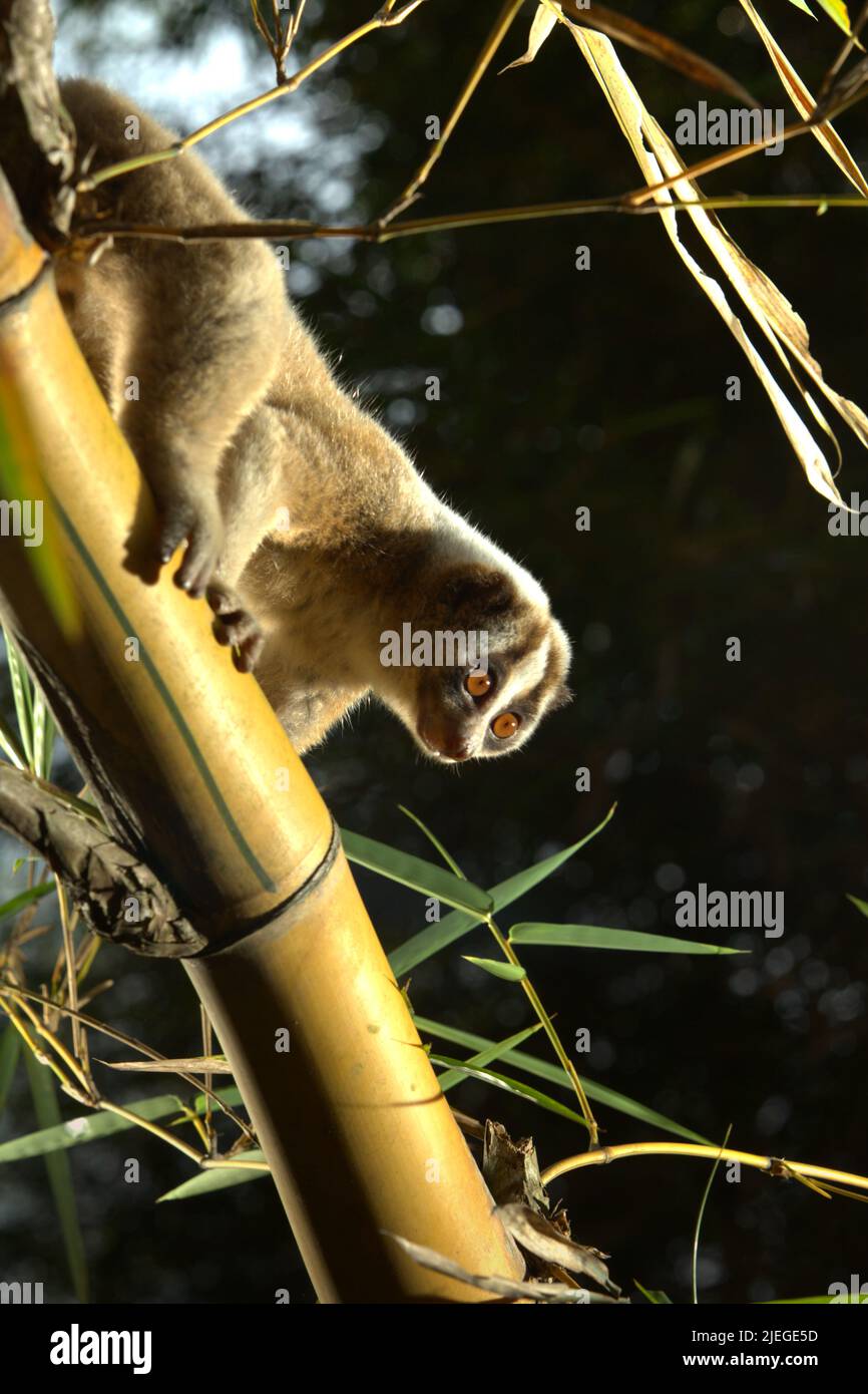 A wild Javan slow loris (Nycticebus javanicus)—a nocturnal, critically ...