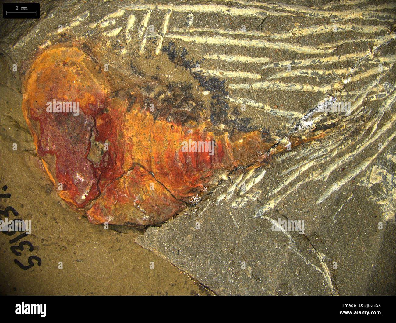 Xiphosurida hi-res stock photography and images - Alamy