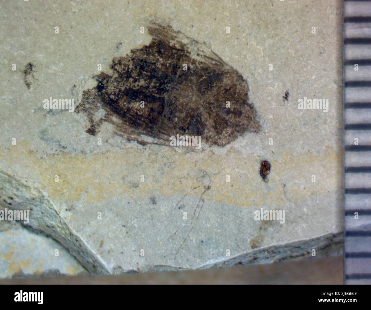 Pentatomidae family hi-res stock photography and images - Alamy