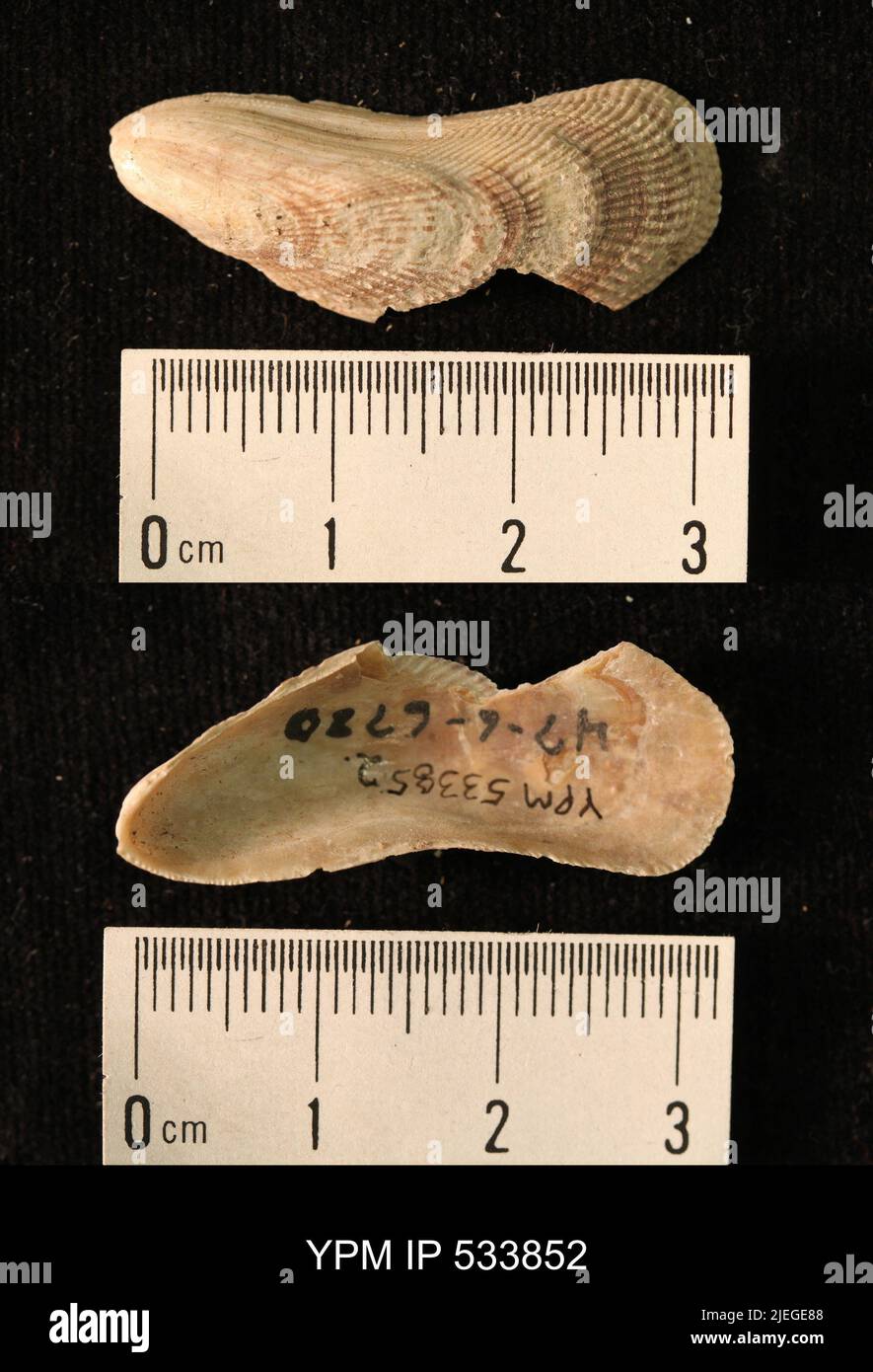 Modiola plicatula animalia hi-res stock photography and images - Alamy