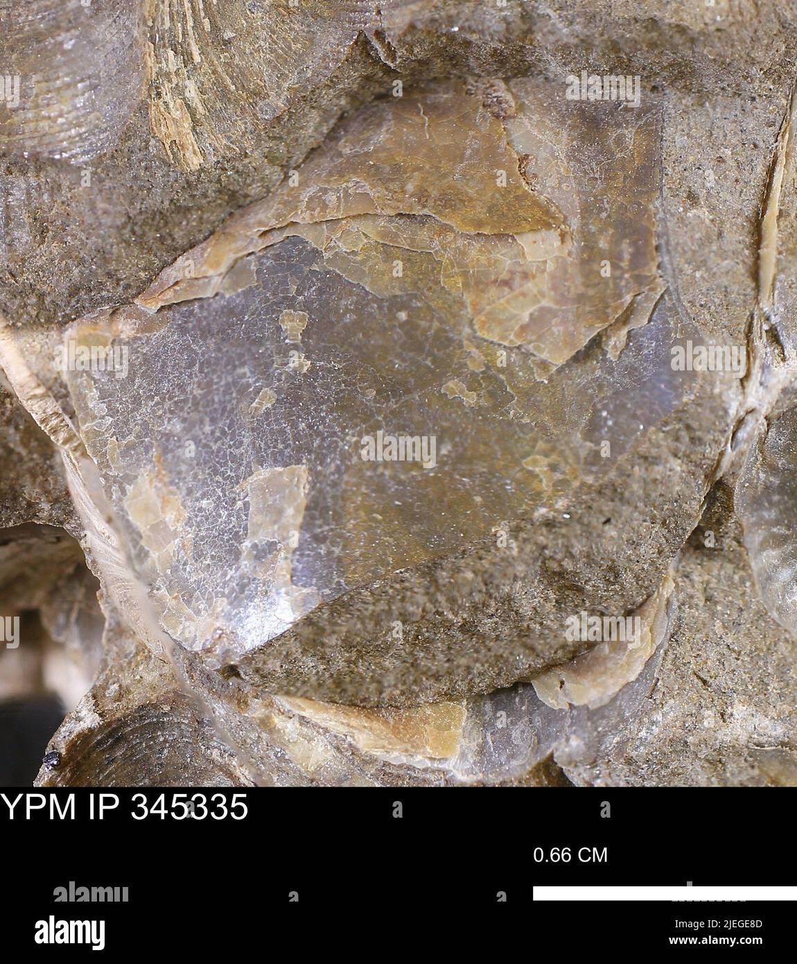 Ammonoidea squids hi-res stock photography and images - Alamy