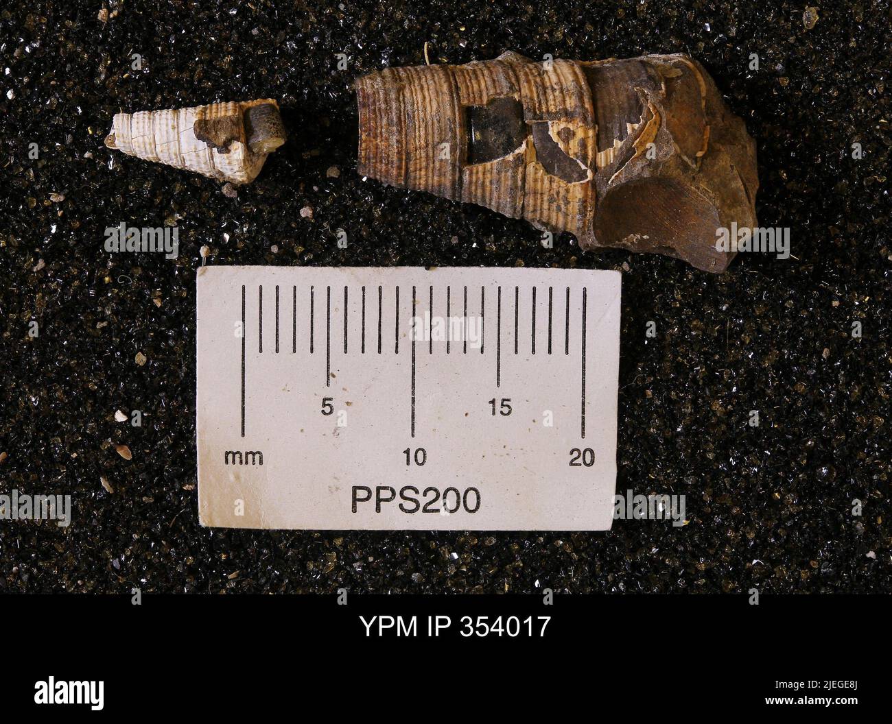 Turritellidae hi-res stock photography and images - Alamy