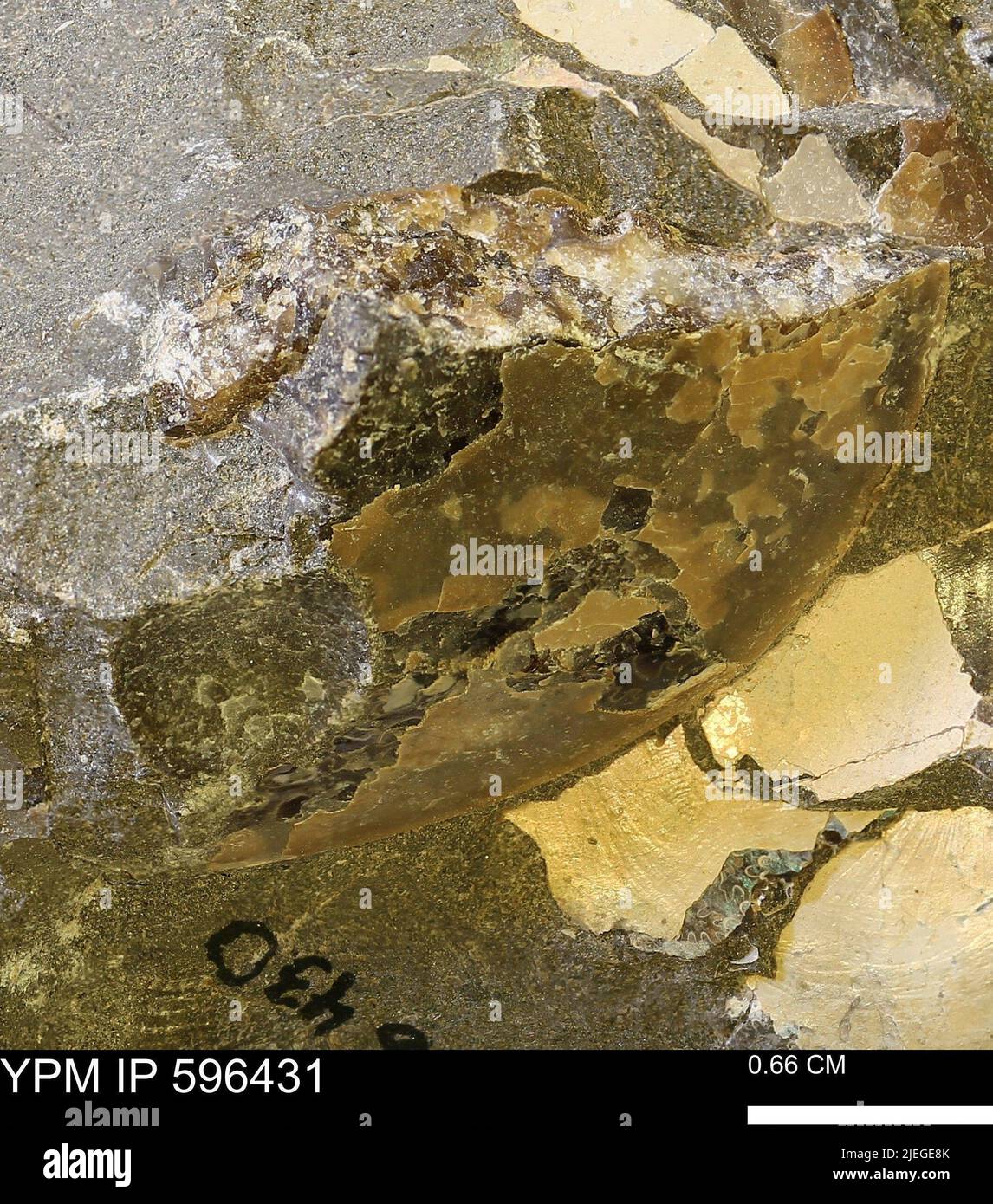 Sphenodiscus sp hi-res stock photography and images - Alamy