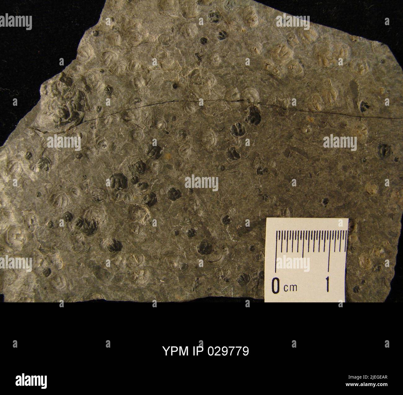 Agnostus hi-res stock photography and images - Alamy