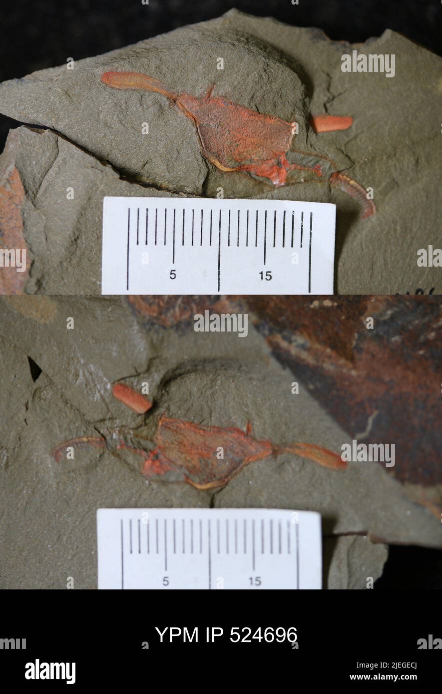 Undet cornuta animalia hi-res stock photography and images - Alamy