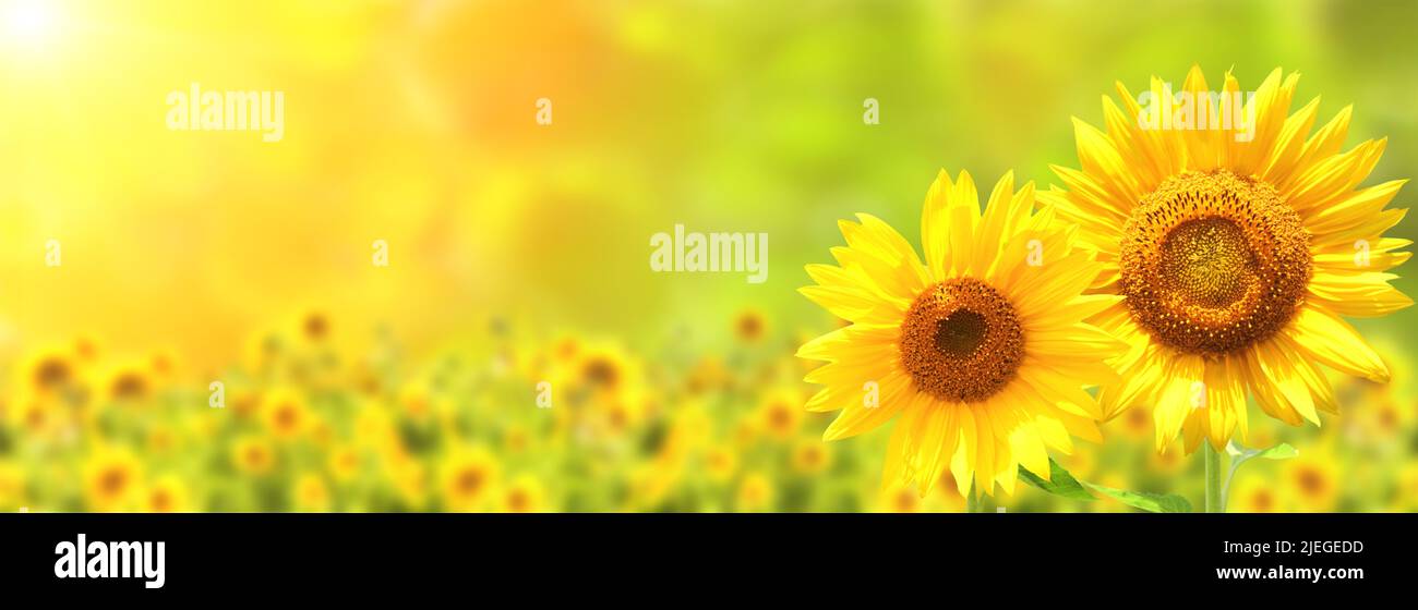 Sunflower on blurred sunny nature background. Horizontal agriculture ...