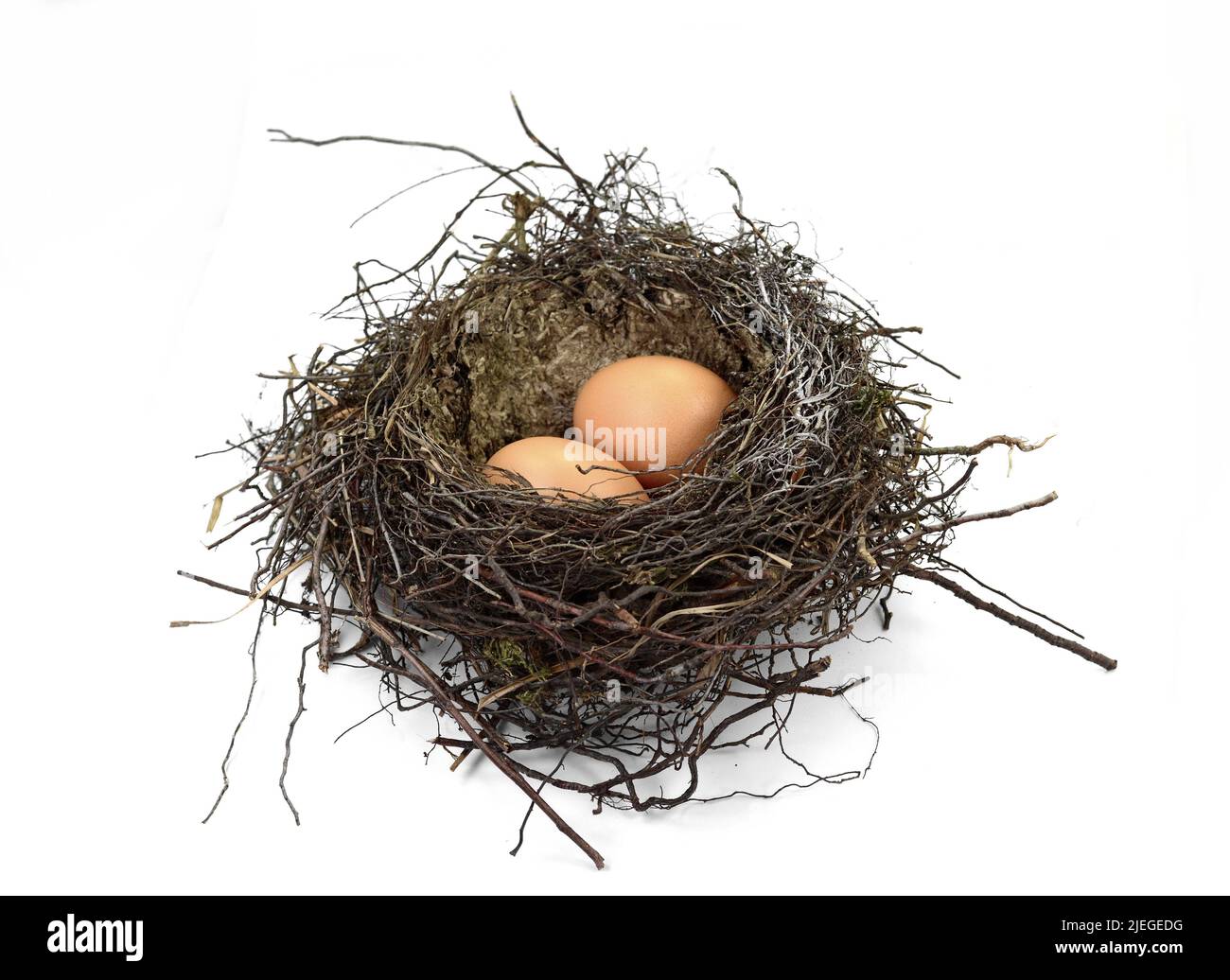 Inside bird nest Cut Out Stock Images & Pictures - Alamy