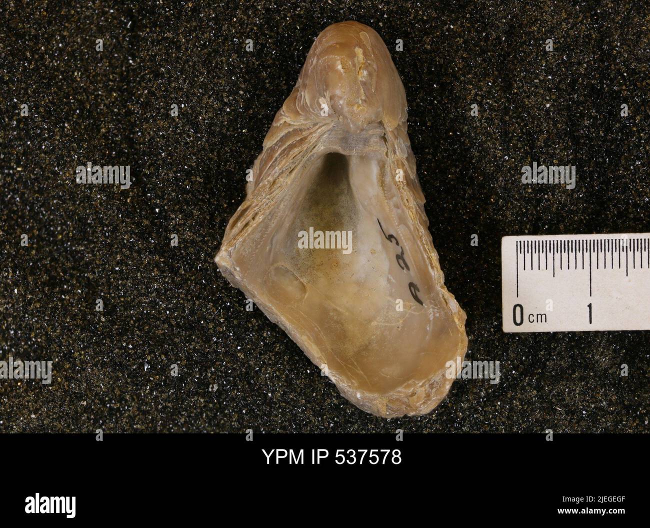 Gryphaea mucronata Gabb Stock Photo - Alamy