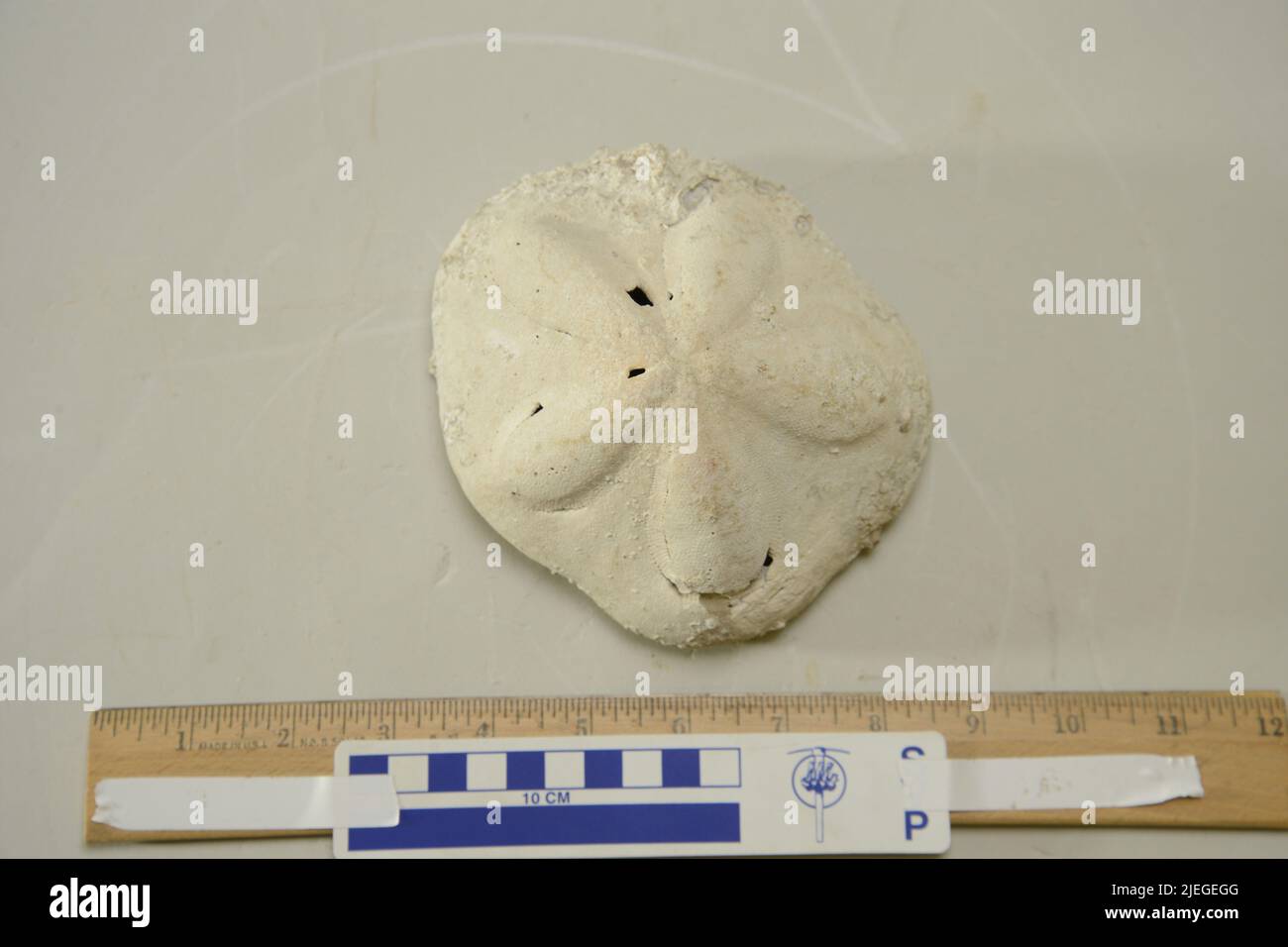 Clypeaster hi-res stock photography and images - Alamy