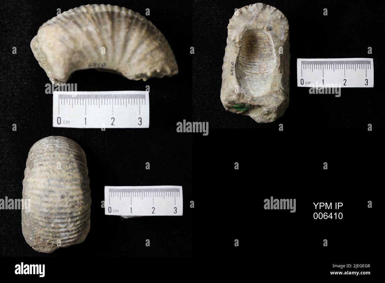 Scaphites ventricosus stantoni reeside animalia hi-res stock ...