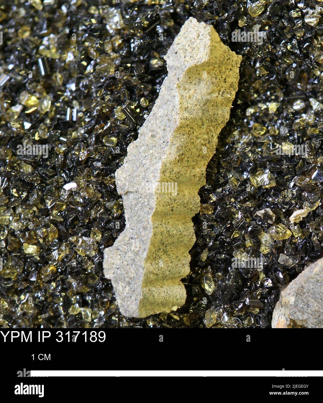 Ammonoidea animalia hi-res stock photography and images - Alamy