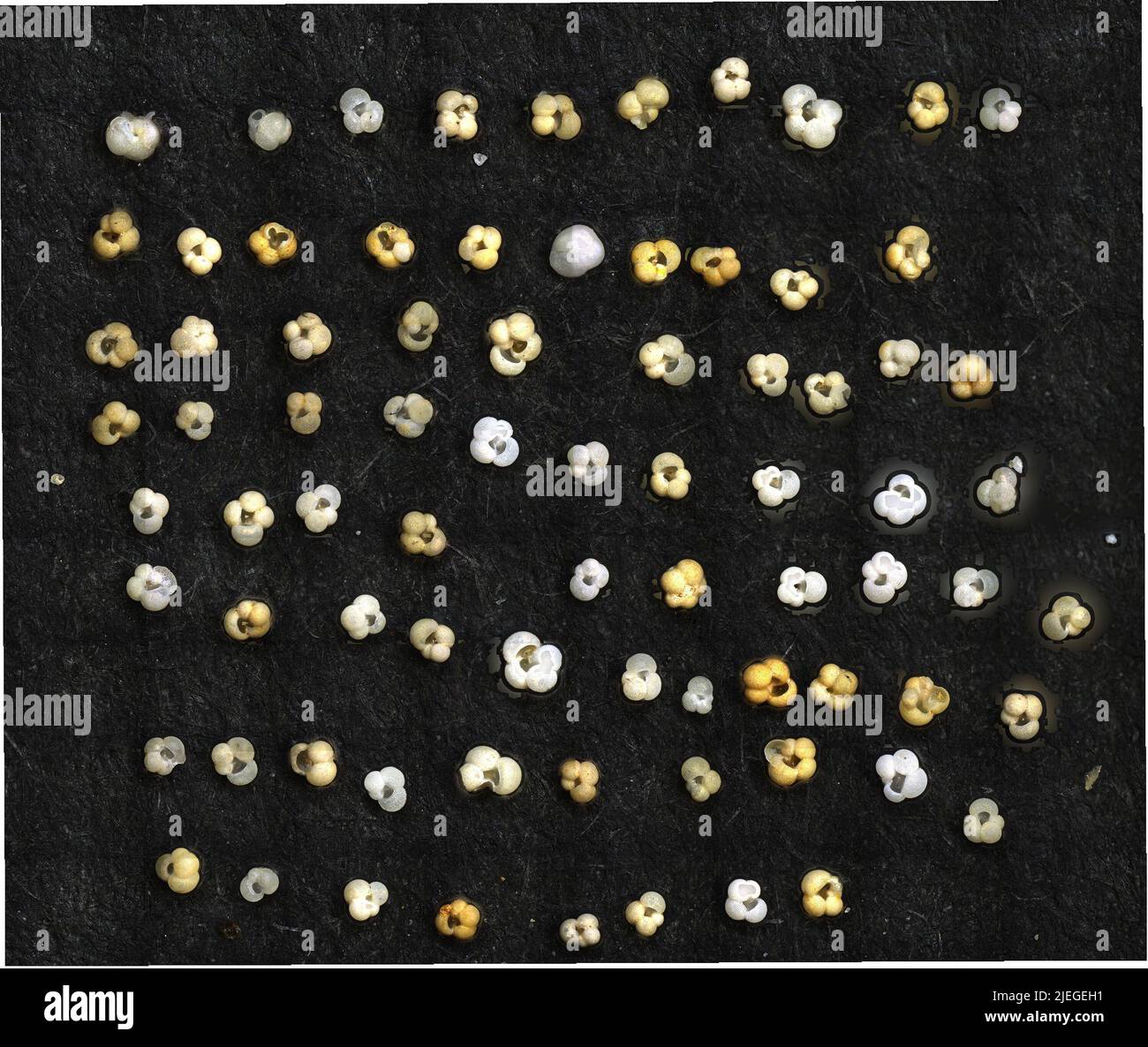 Globigerina bulloides d'Orbigny, 1826 Stock Photo - Alamy