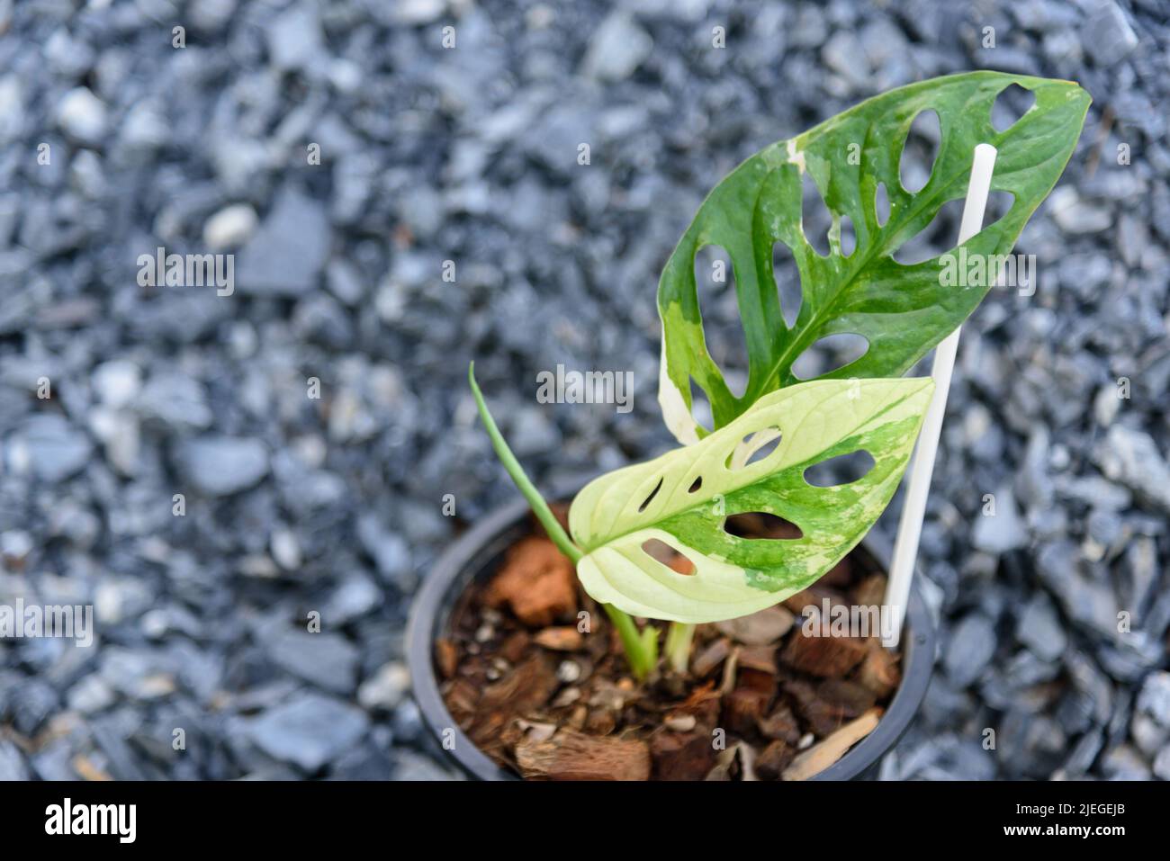 Variegated monstera adansonii hi-res stock photography and images - Alamy
