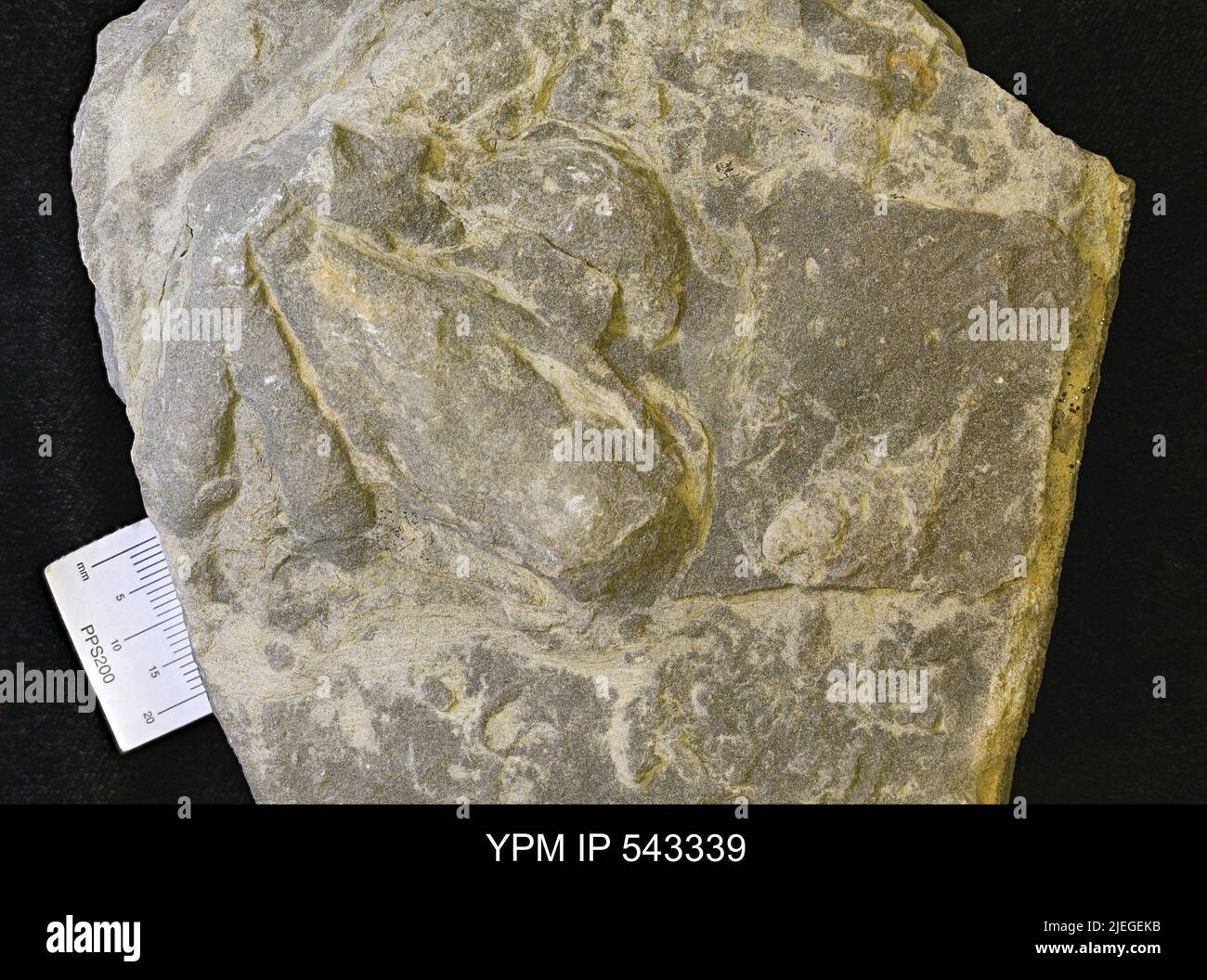 1876 ichnofossil hi-res stock photography and images - Alamy
