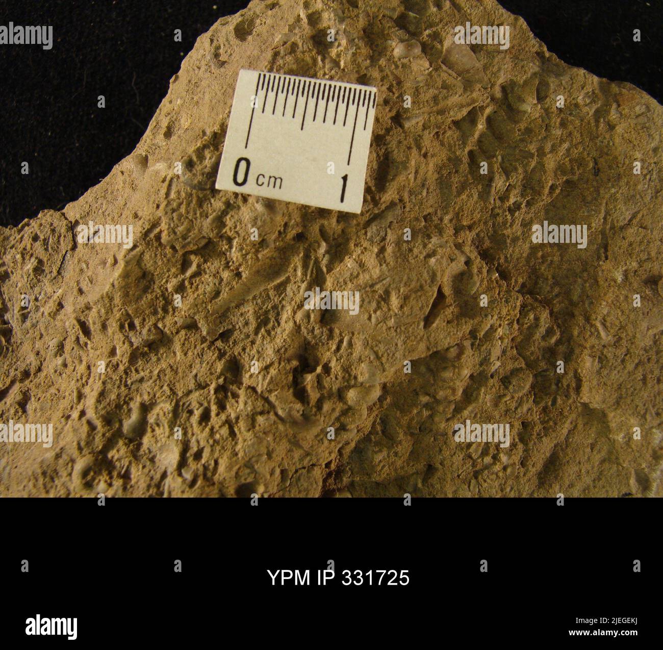 Hormotoma gracilis hall hi-res stock photography and images - Alamy