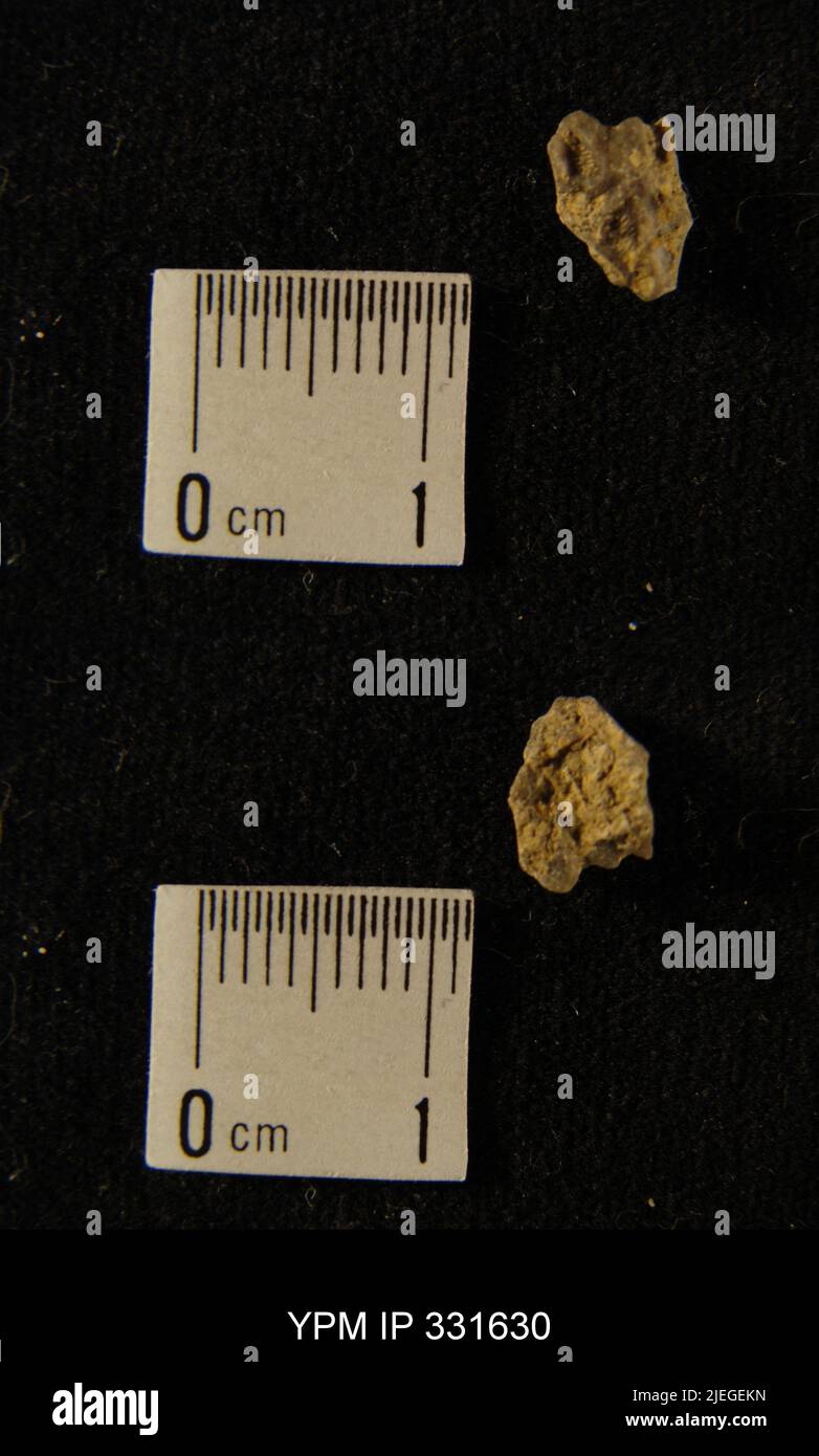 Cystoidea hi-res stock photography and images - Alamy