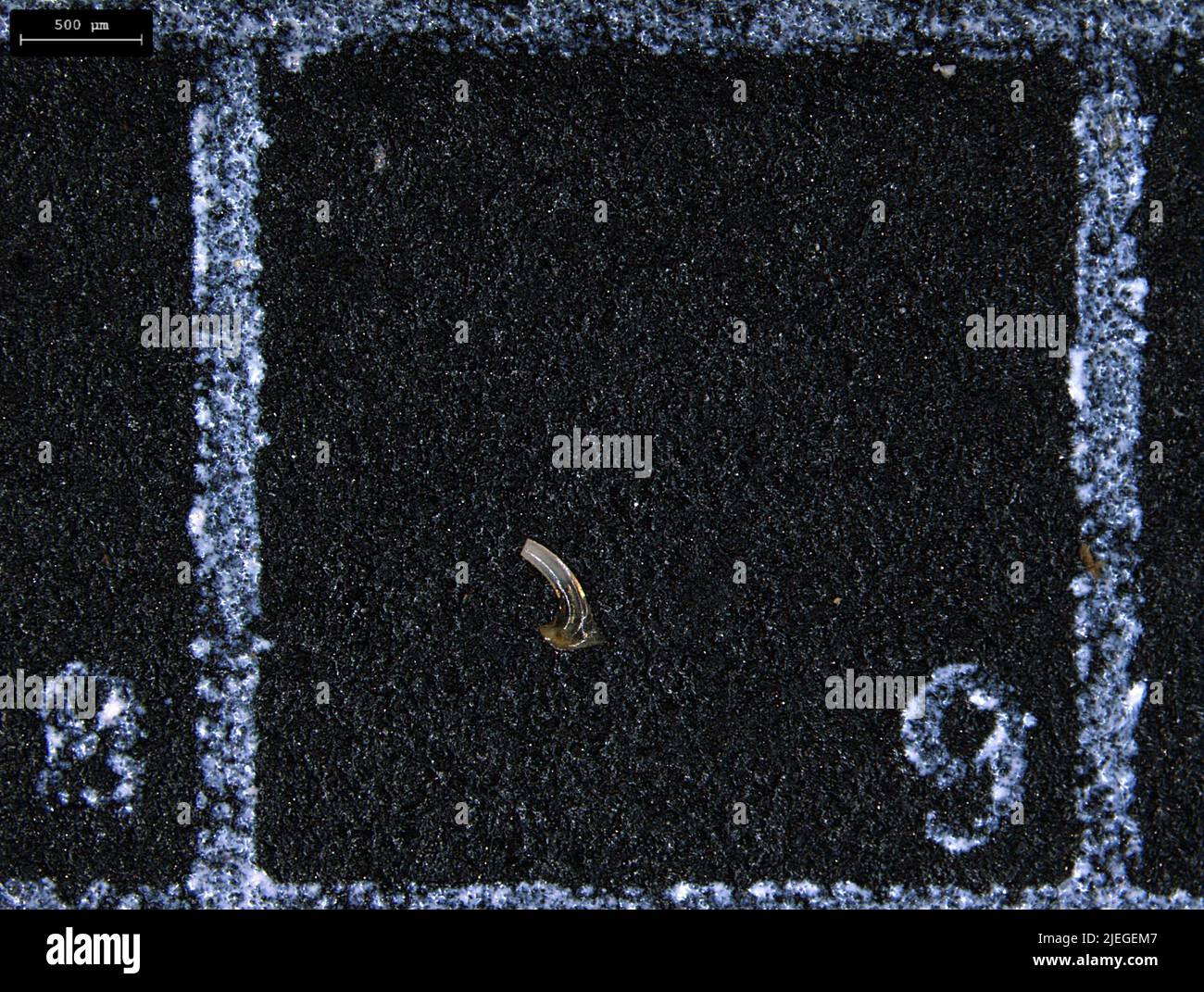Drepanodus suberectus (Branson & Mehl, 1933 Stock Photo - Alamy