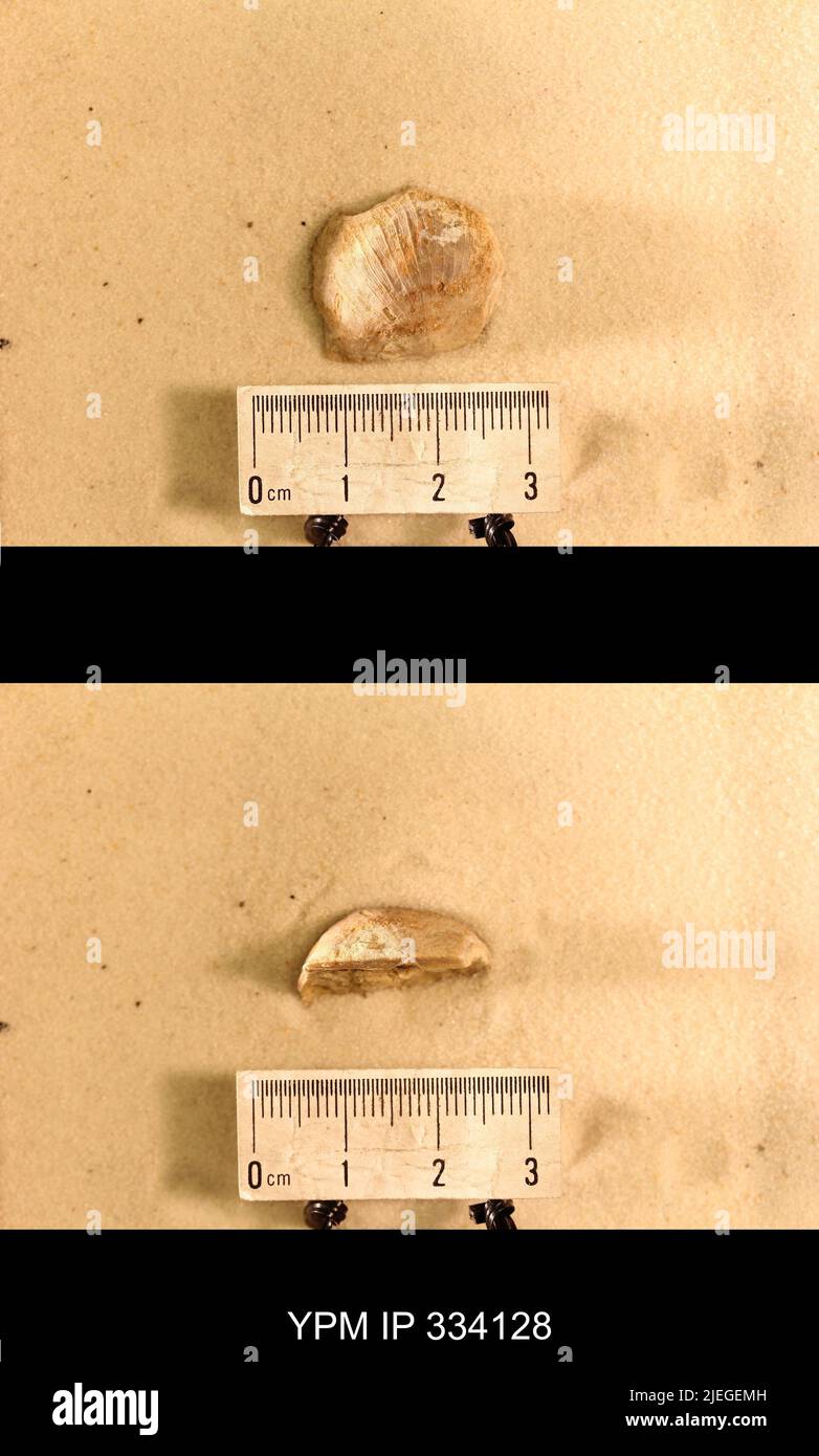 Rafinesquina hi-res stock photography and images - Alamy