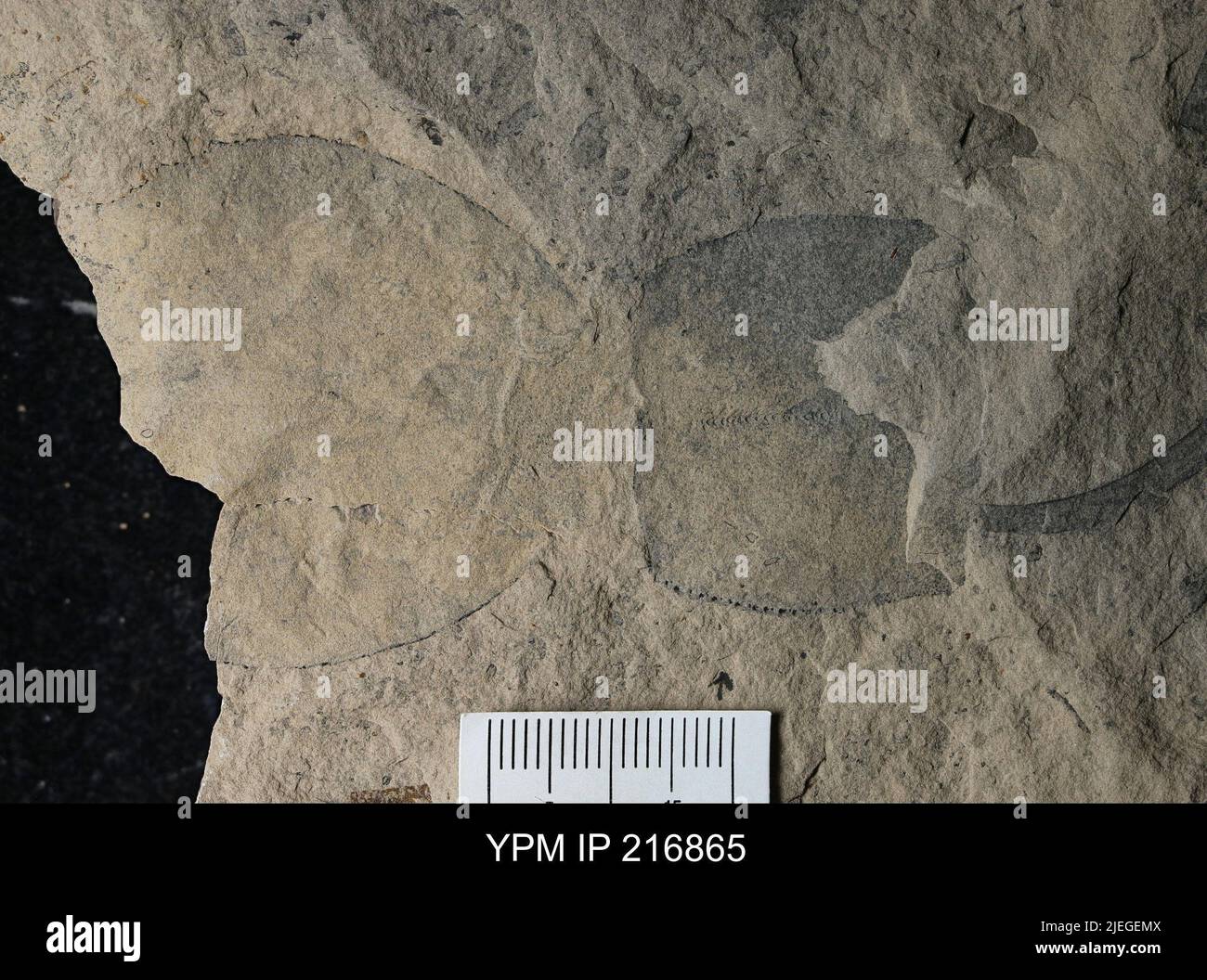 Pterygotus (Acutiramus) sp Stock Photo - Alamy