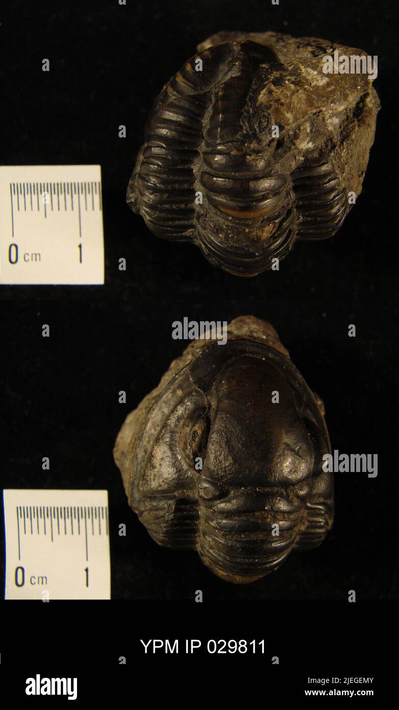 Rowi hi-res stock photography and images - Alamy