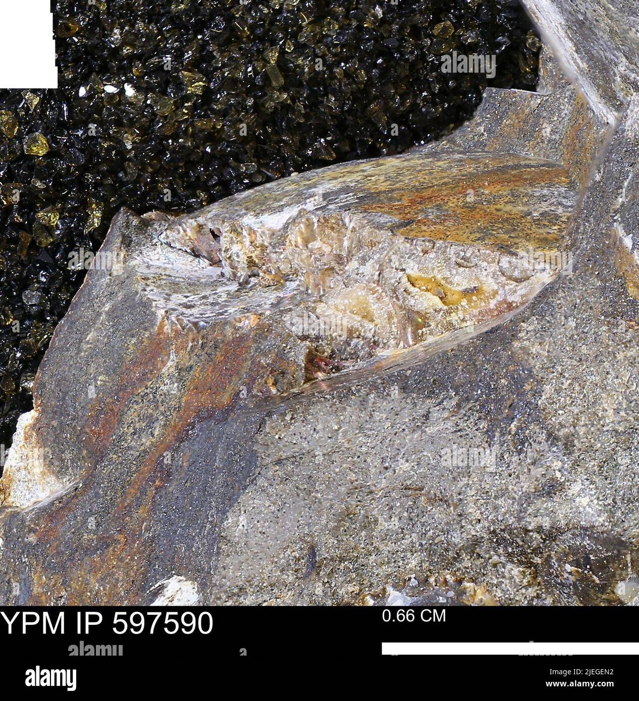 Sphenodiscus sp hi-res stock photography and images - Alamy