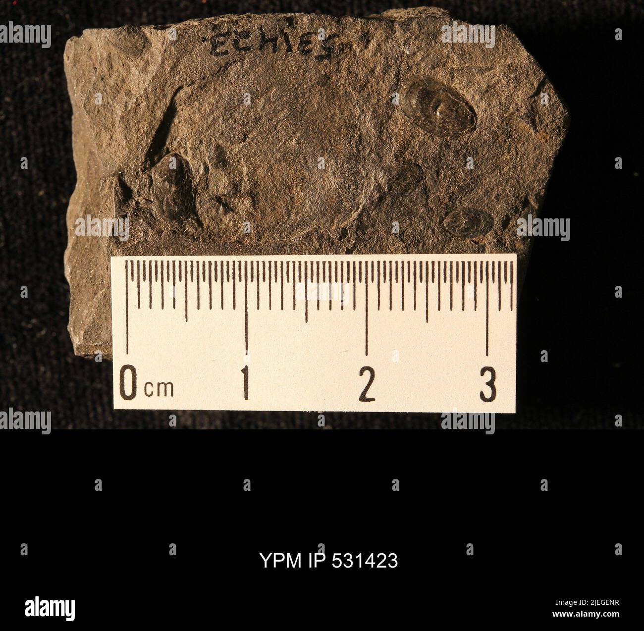 Lingula sp animalia hi-res stock photography and images - Alamy