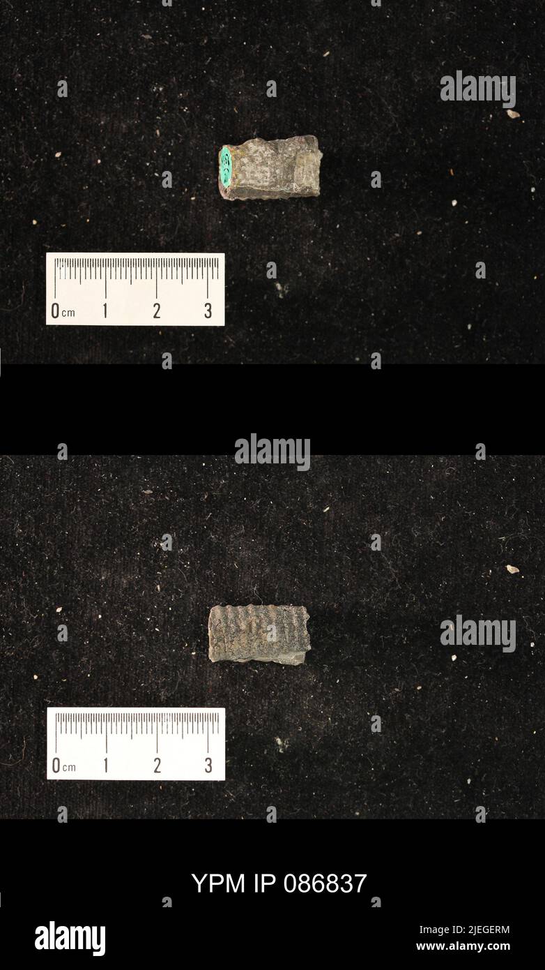Protocycloceras lamarcki animalia hi-res stock photography and images ...