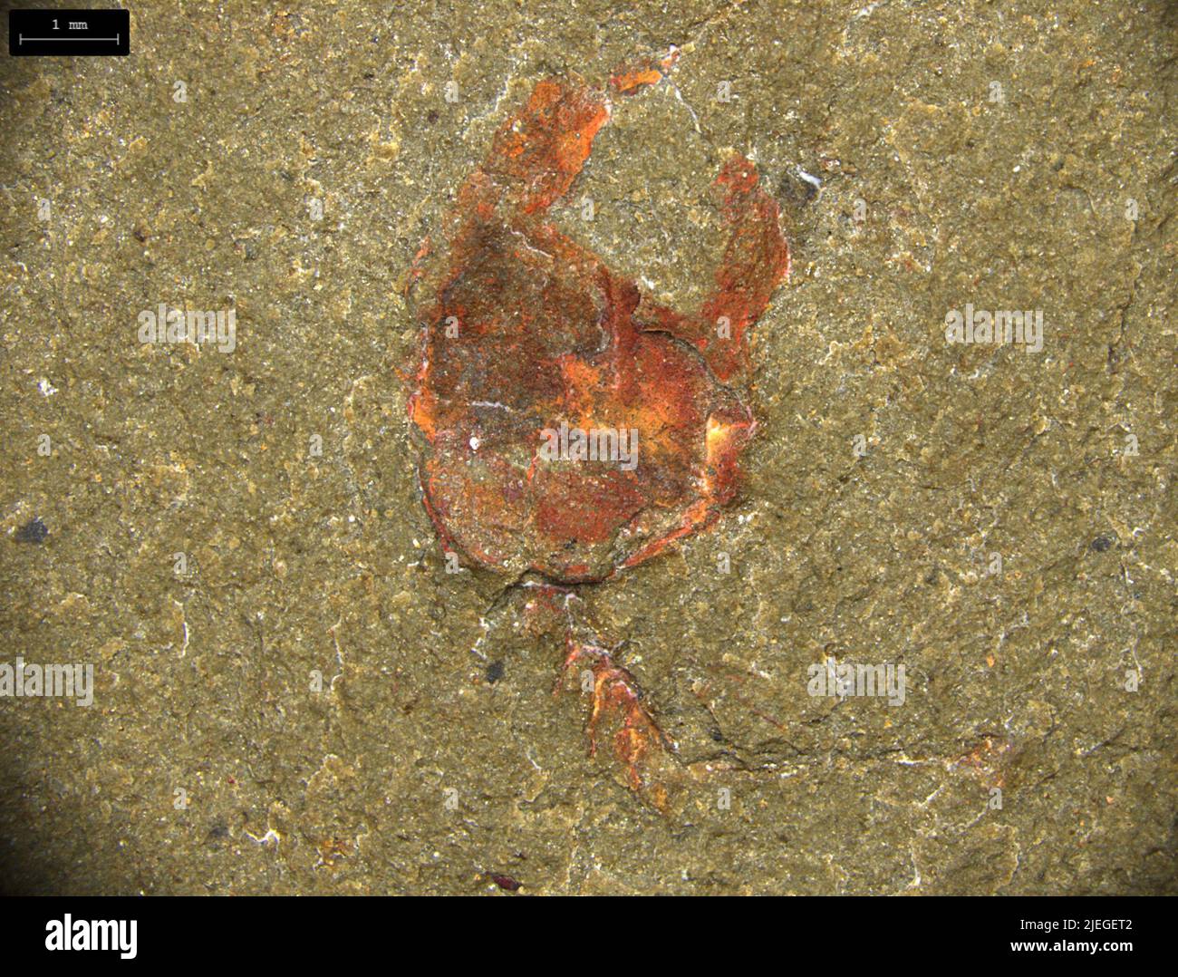 Undet homalozoa animalia hi-res stock photography and images - Alamy