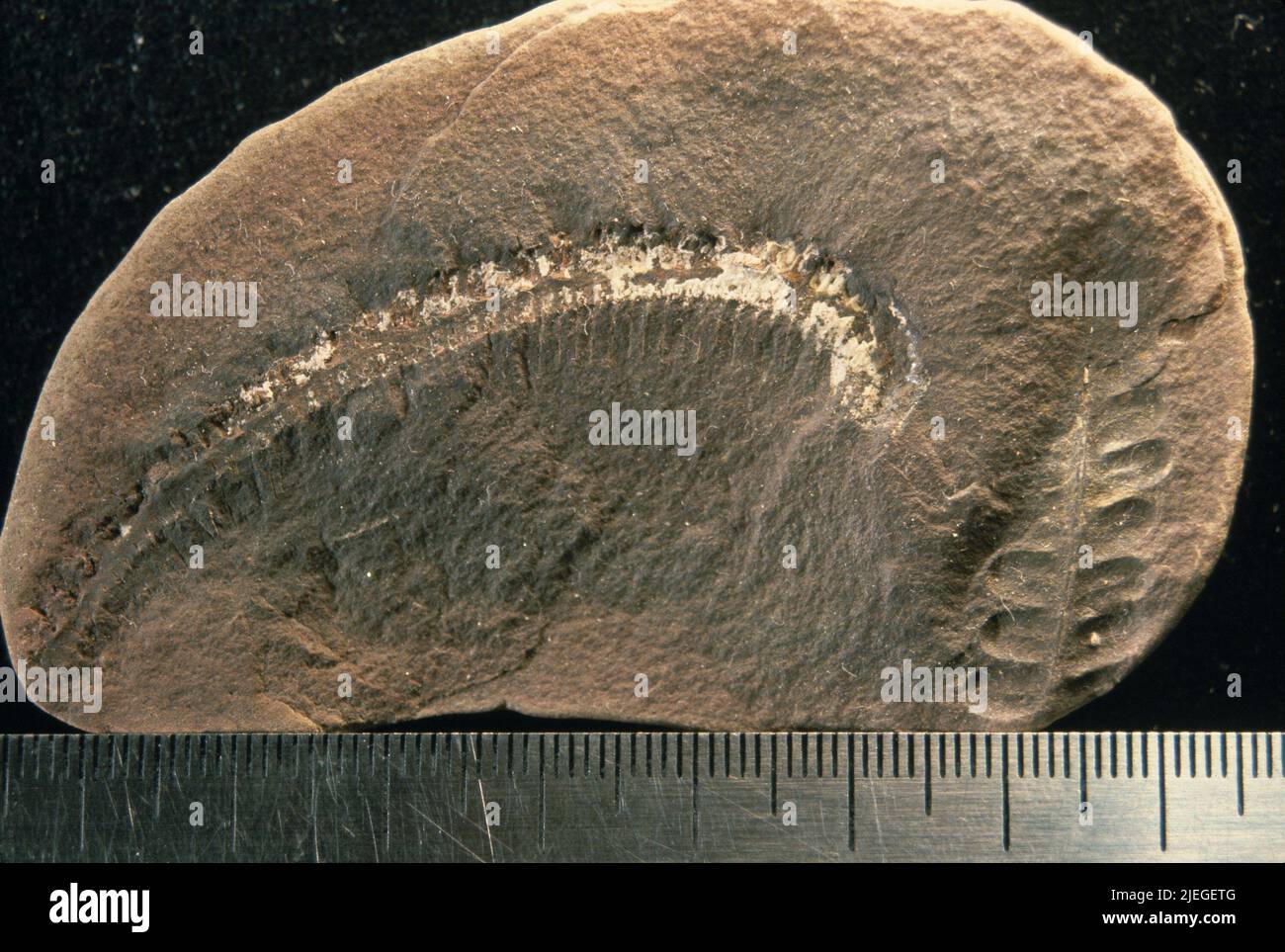 Euphoberia carri scudder animalia hi-res stock photography and images ...