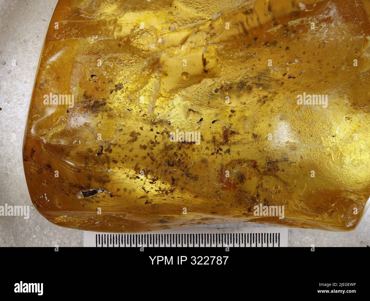 Formicidae fossil hi-res stock photography and images - Alamy