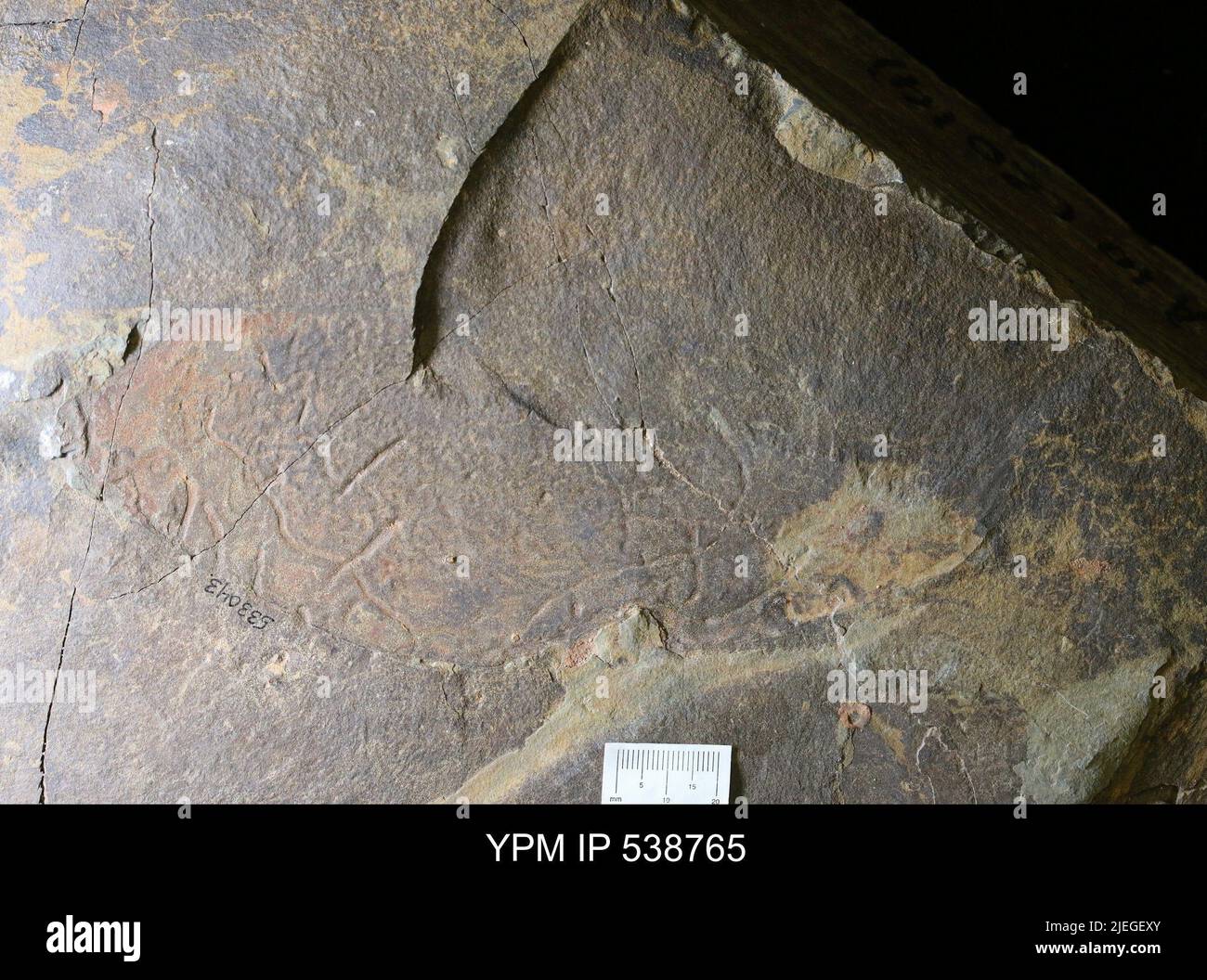 Dinocarida hi-res stock photography and images - Alamy