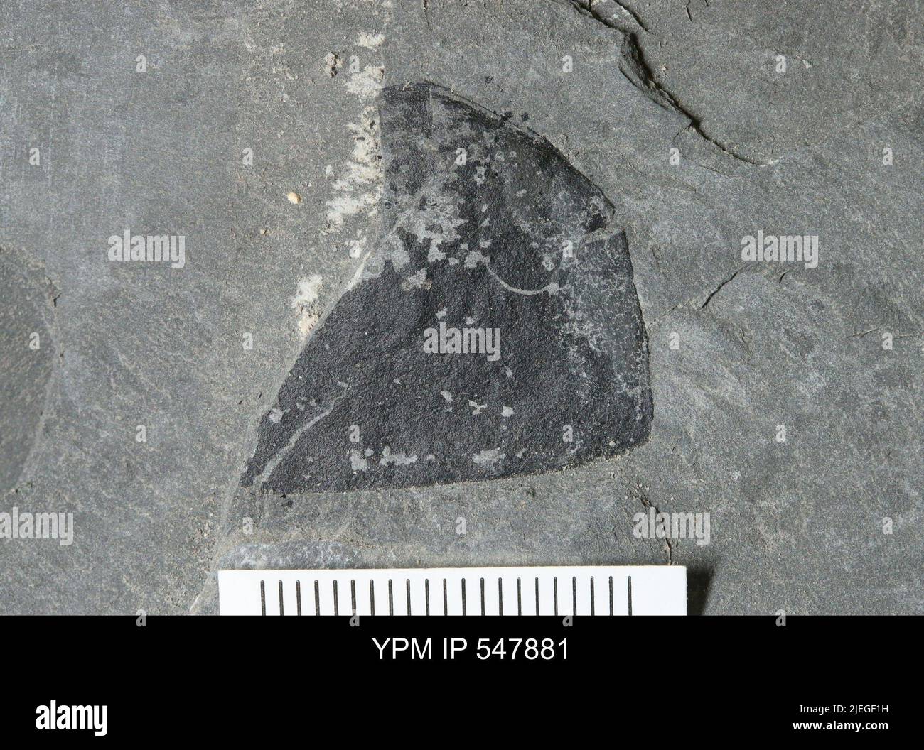 Hughmilleria socialis Sarle Stock Photo - Alamy