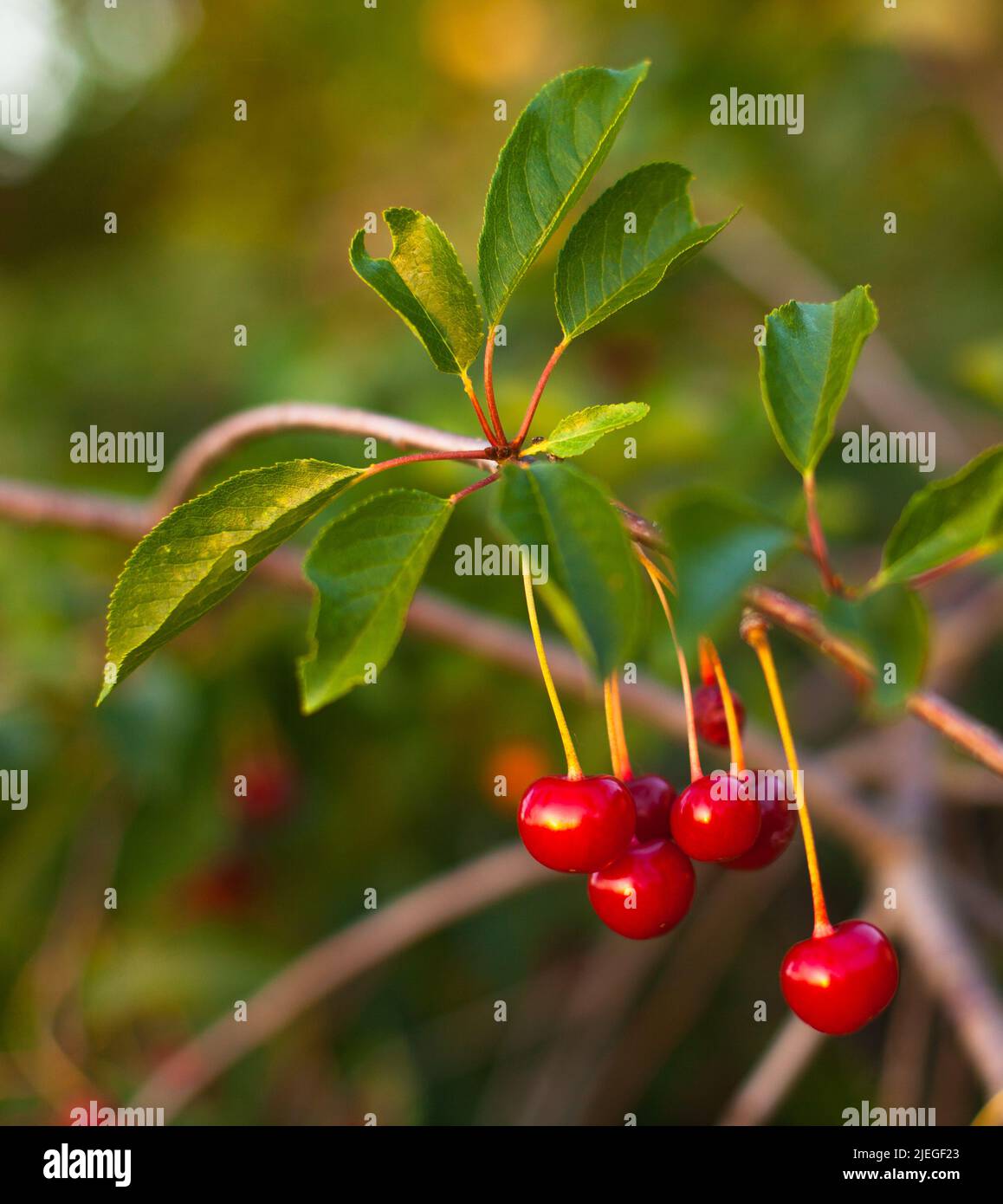 ripe cherry on a branch Stock Photo - Alamy