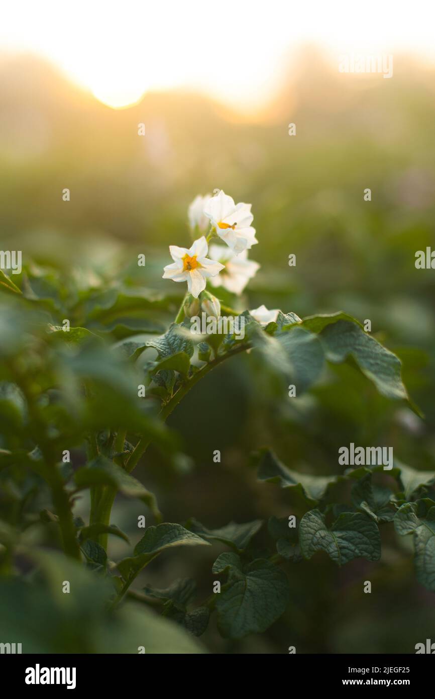 Bush of potatoes hi-res stock photography and images - Alamy
