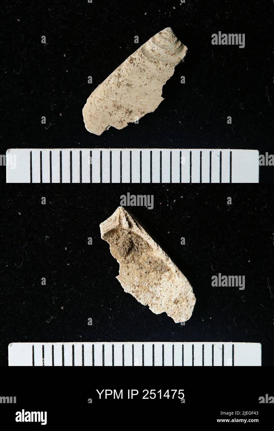 Astarte cuneiformis animalia hi-res stock photography and images - Alamy