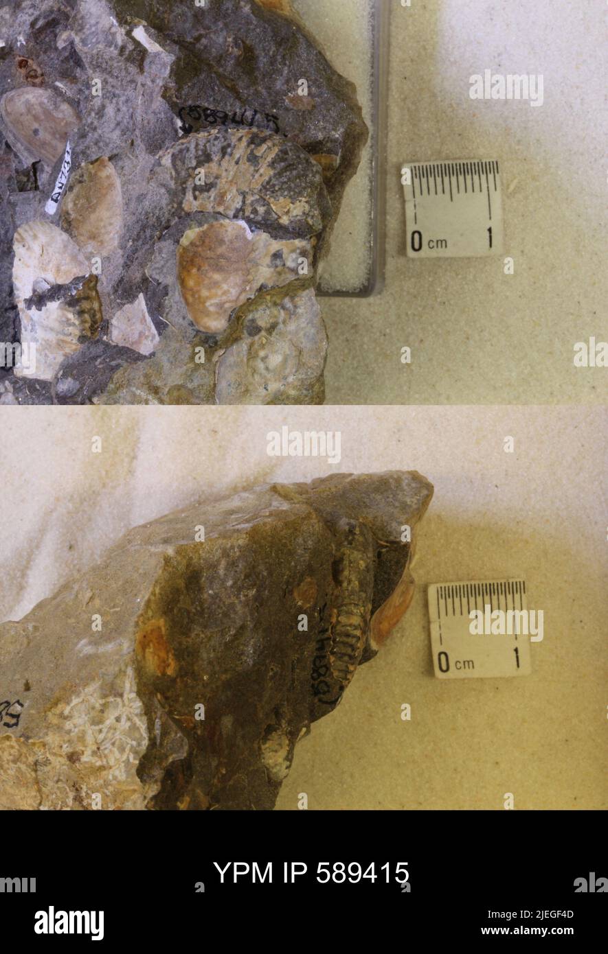 Scaphitidae hi-res stock photography and images - Alamy